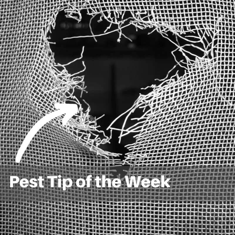 Pest Control & Environmental Services Florida Blogs | Clements