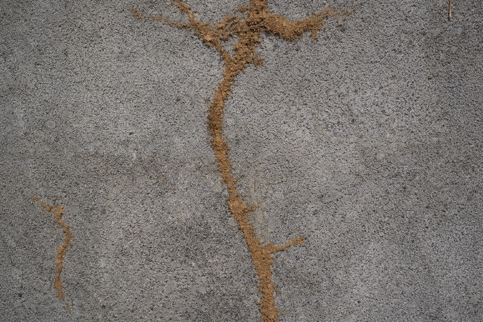 Subterranean Termites in Florida: Signs, Treatment & Prevention ...