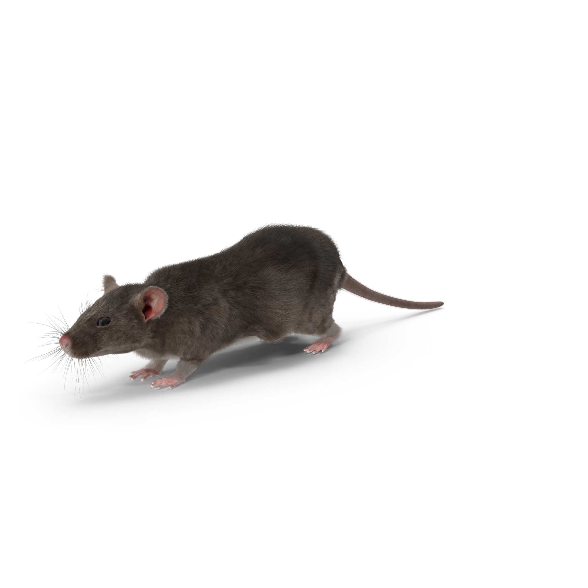 Florida Pest Control & Lawn Care | 65+ Years | Clements Pest Control