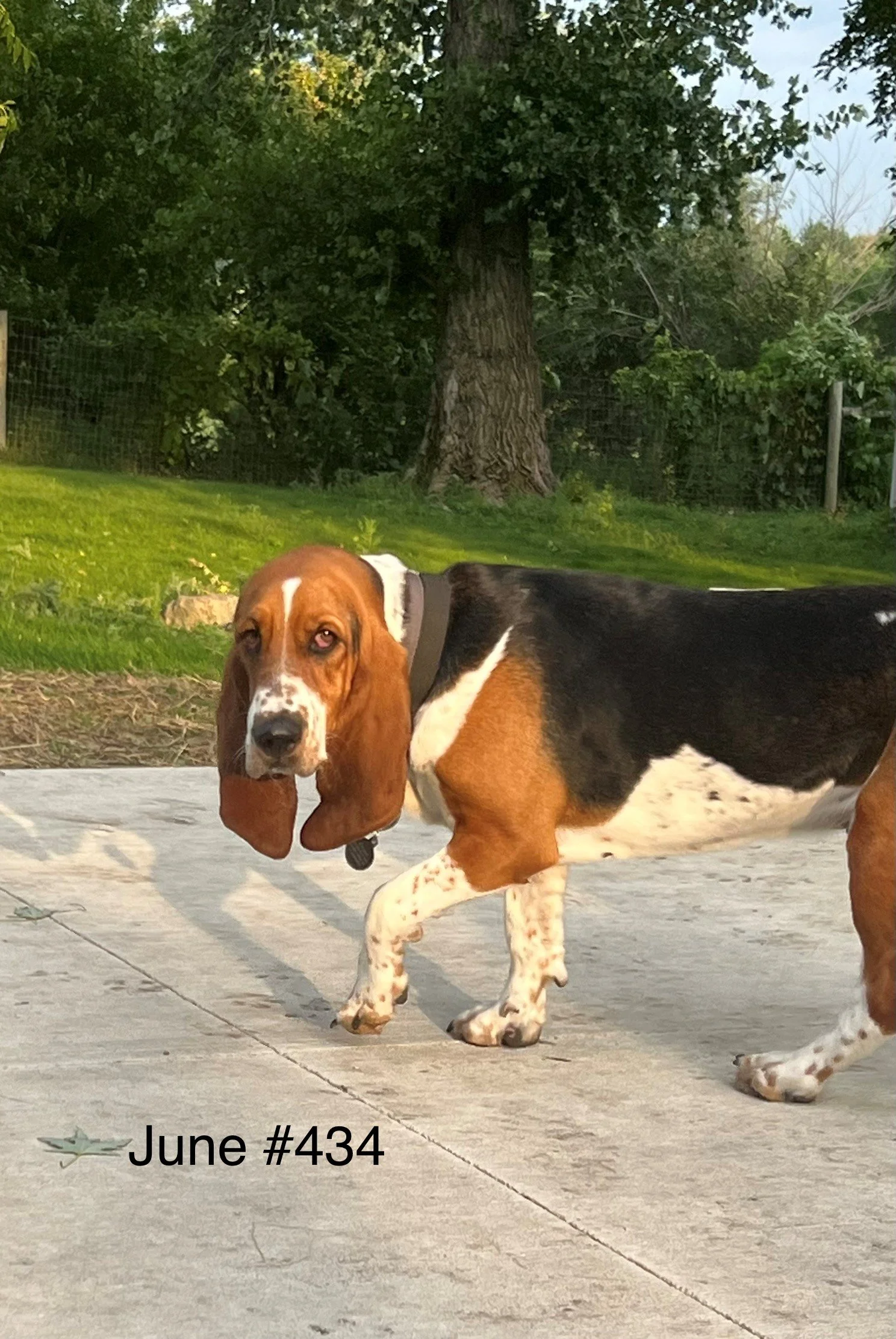 April and June — Minnesota Basset Rescue