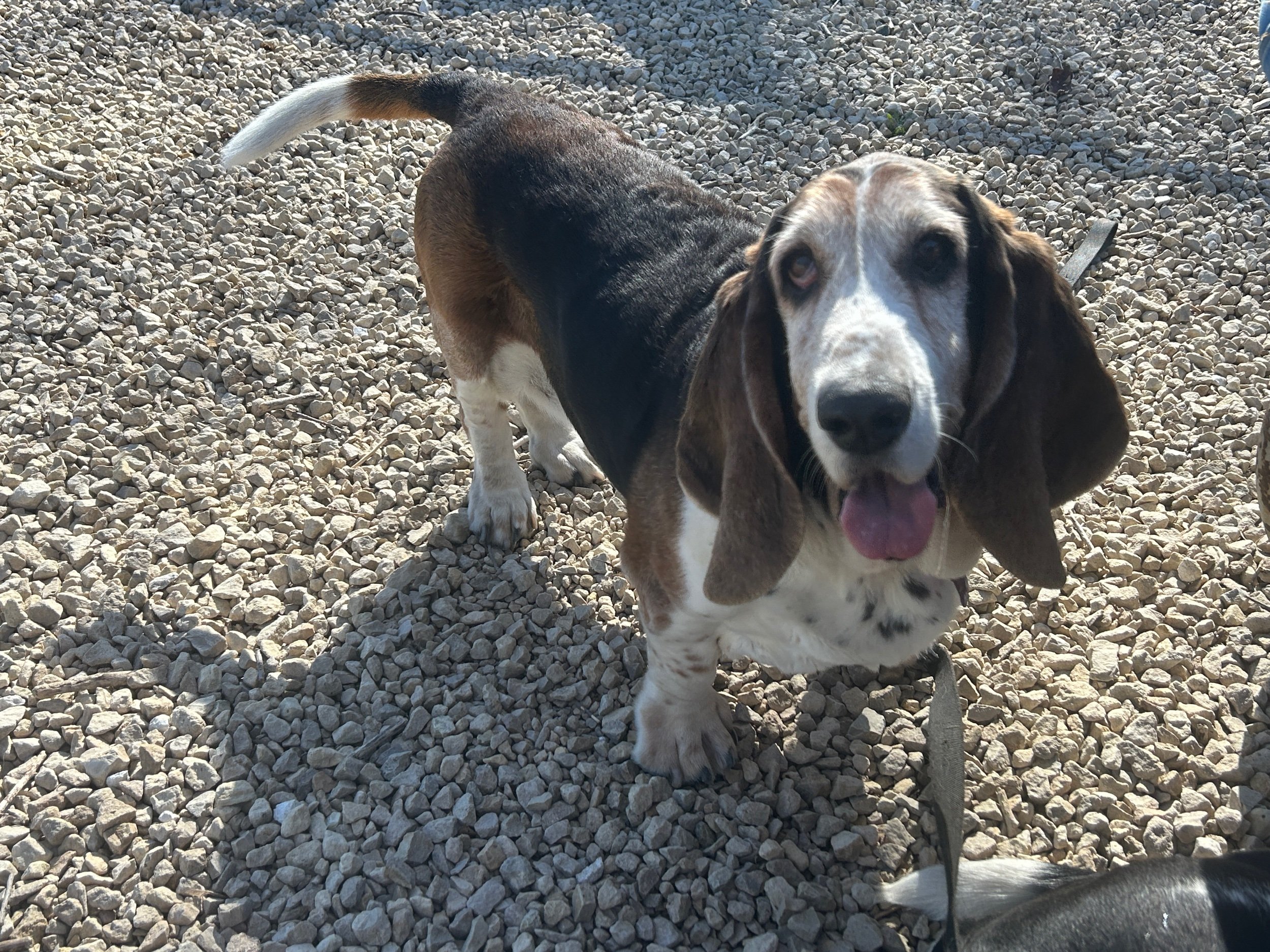 Adoptable Hounds — Minnesota Basset Rescue