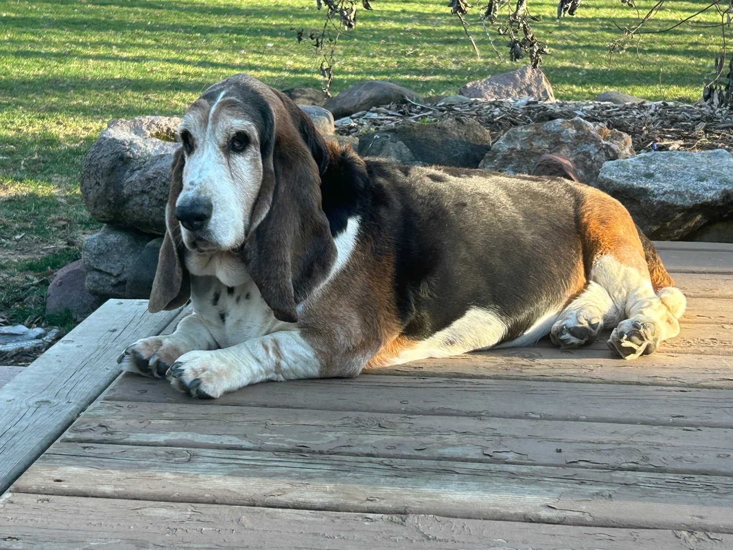 Adoptable Hounds — Minnesota Basset Rescue