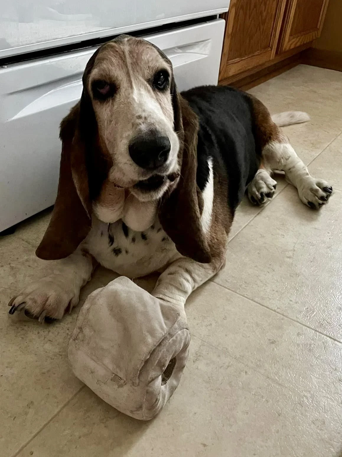 Adoptable Hounds — Minnesota Basset Rescue