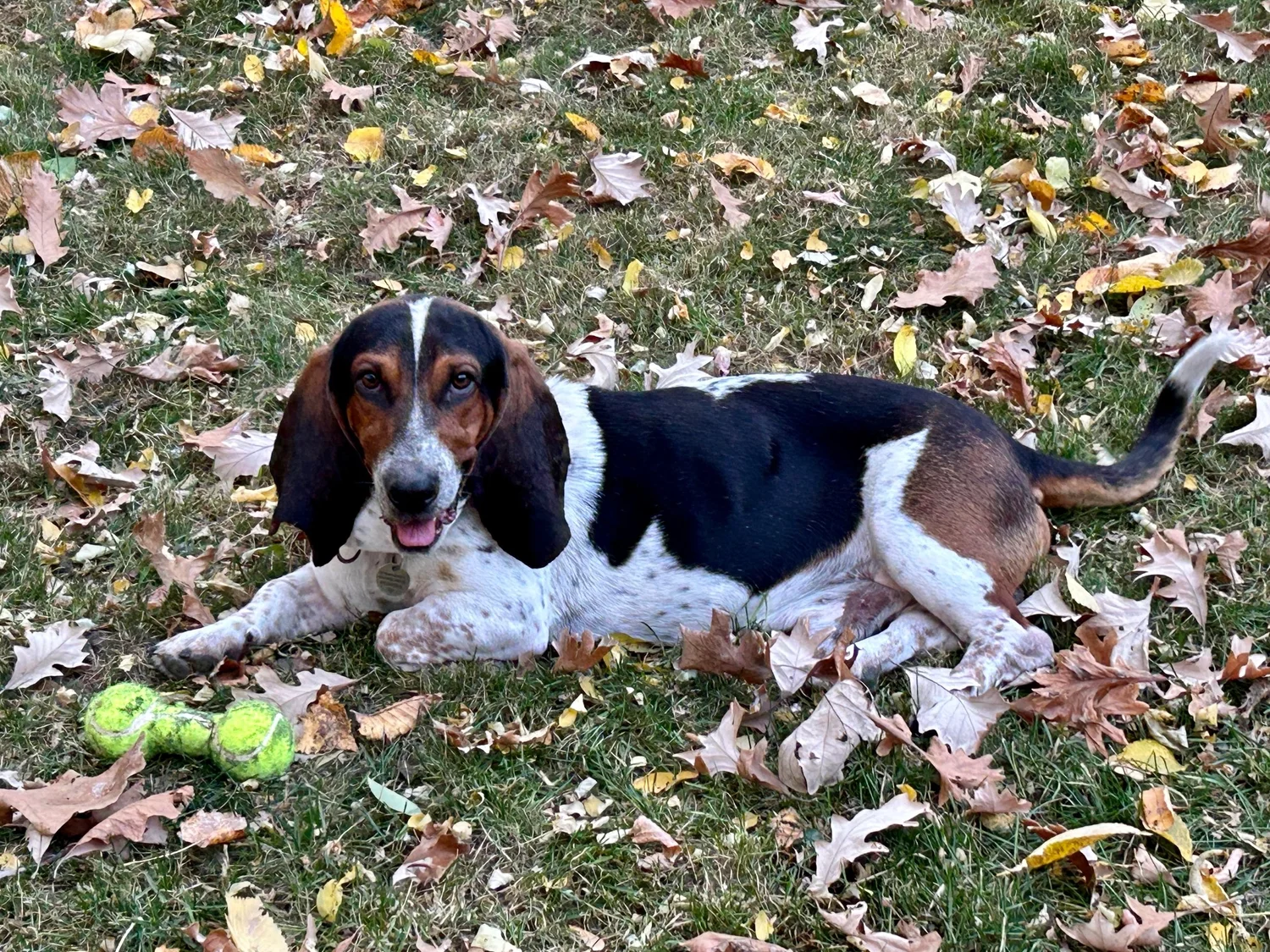 Adoptable Hounds — Minnesota Basset Rescue