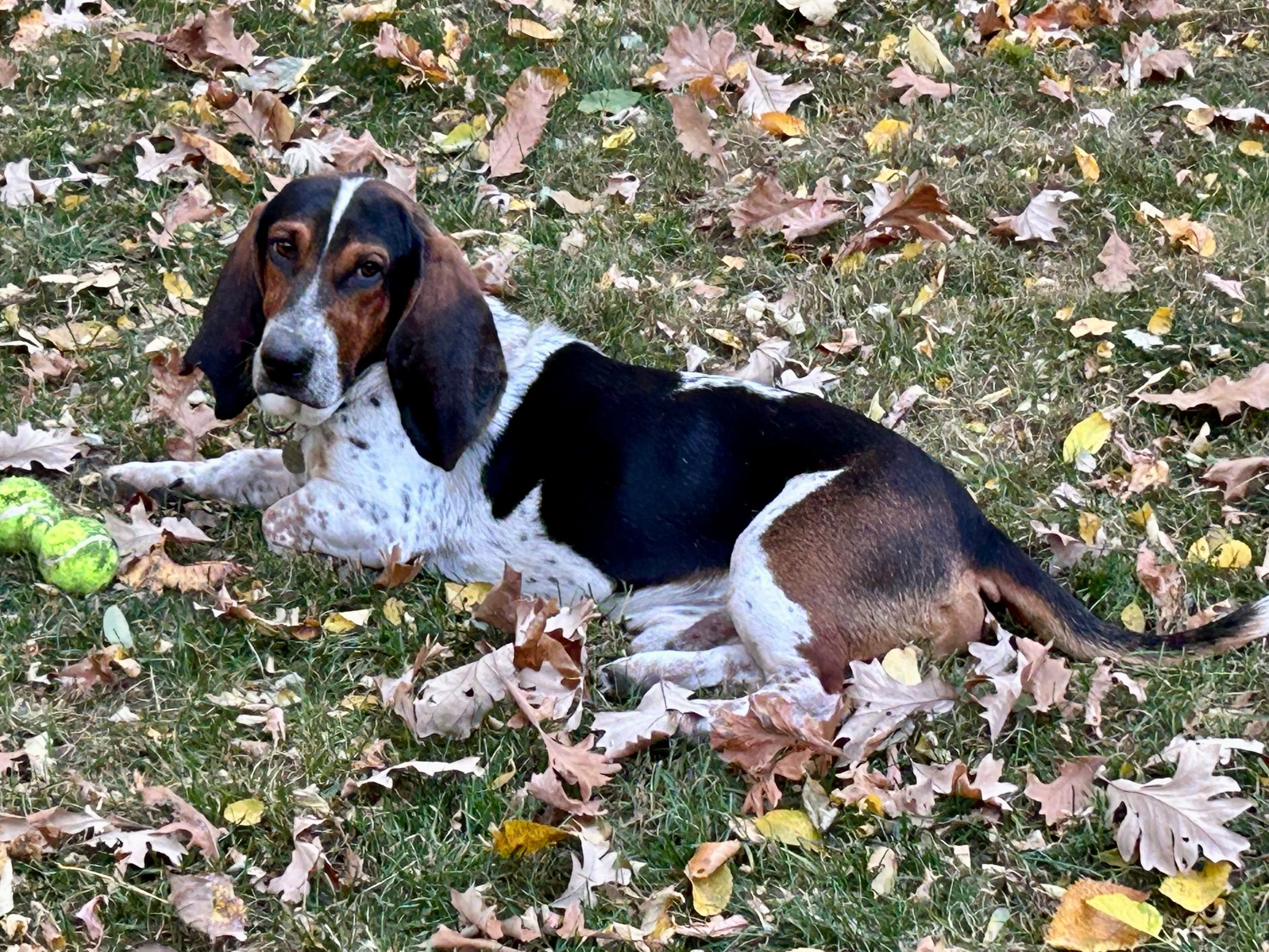 Adoptable Hounds — Minnesota Basset Rescue