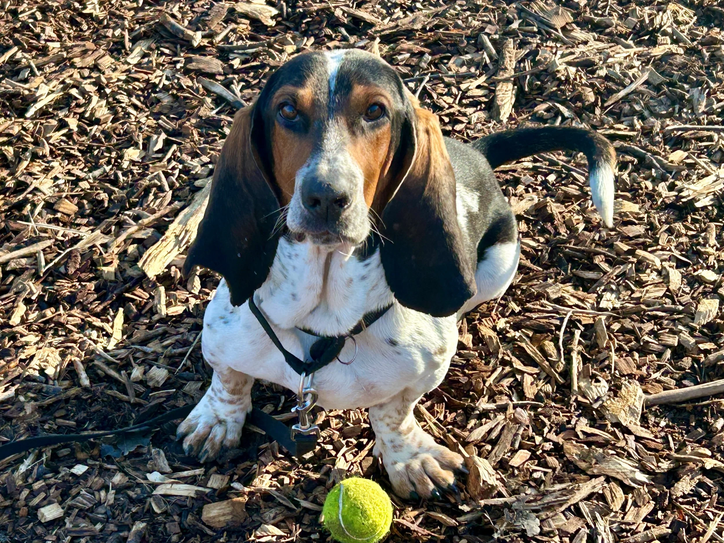 Adoptable Hounds — Minnesota Basset Rescue