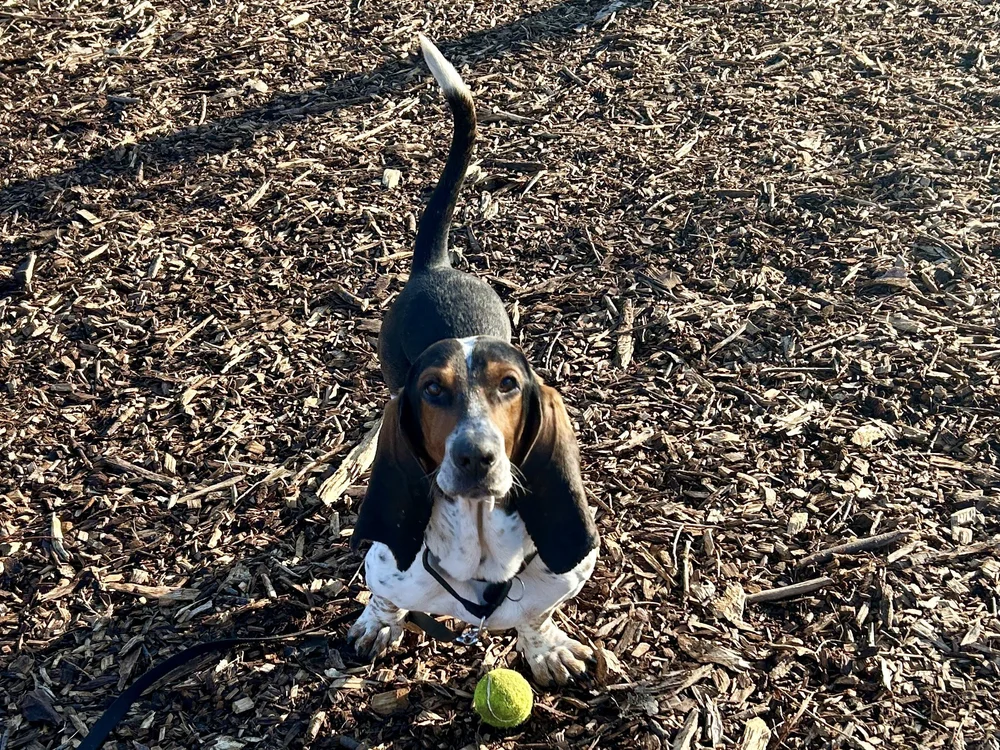 Adoptable Hounds — Minnesota Basset Rescue