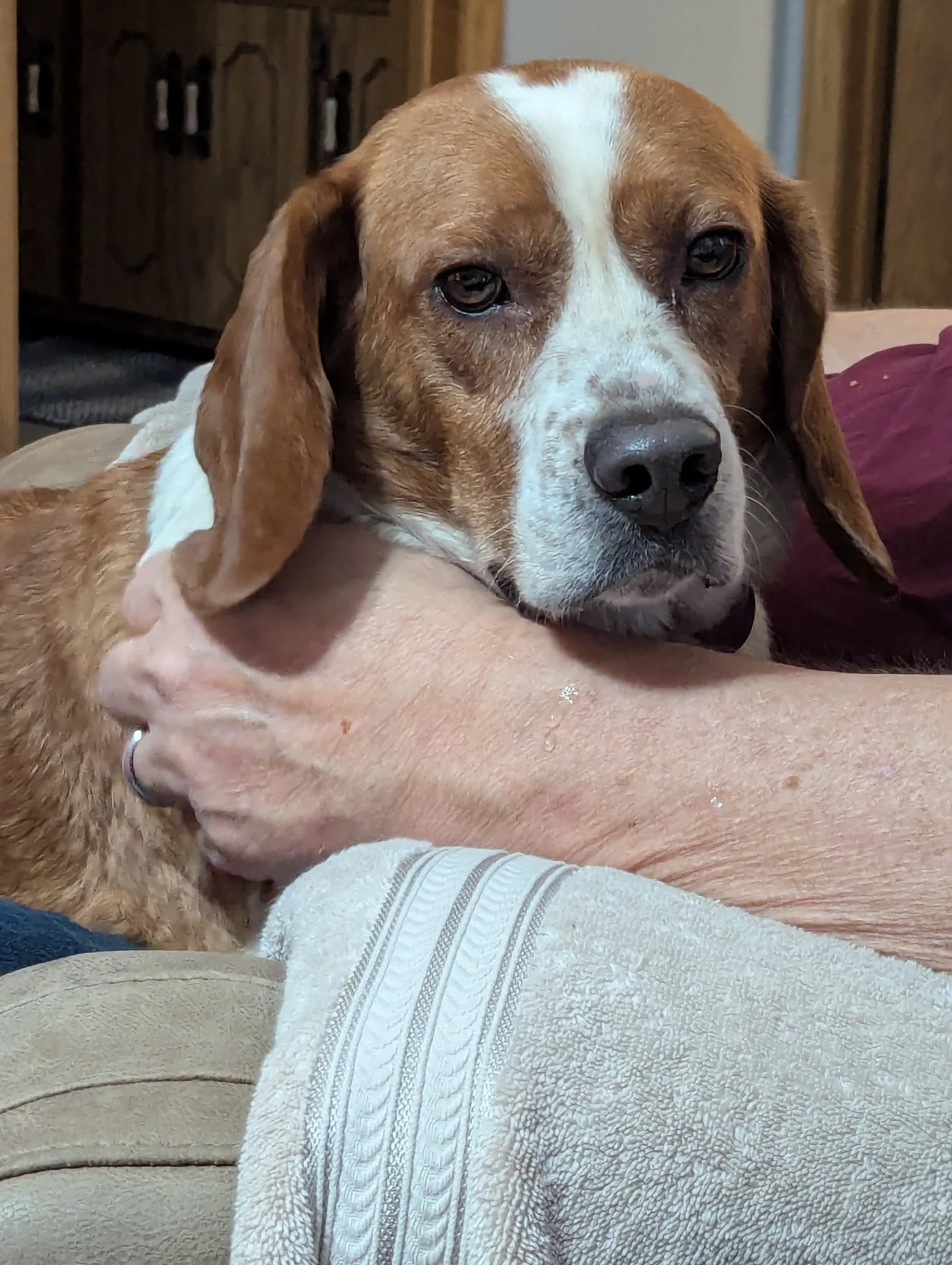Adoptable Hounds — Minnesota Basset Rescue