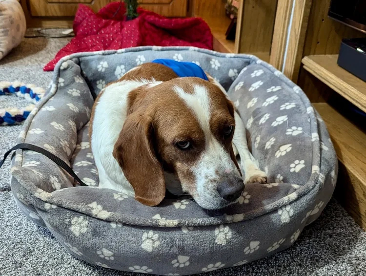 Adoptable Hounds — Minnesota Basset Rescue