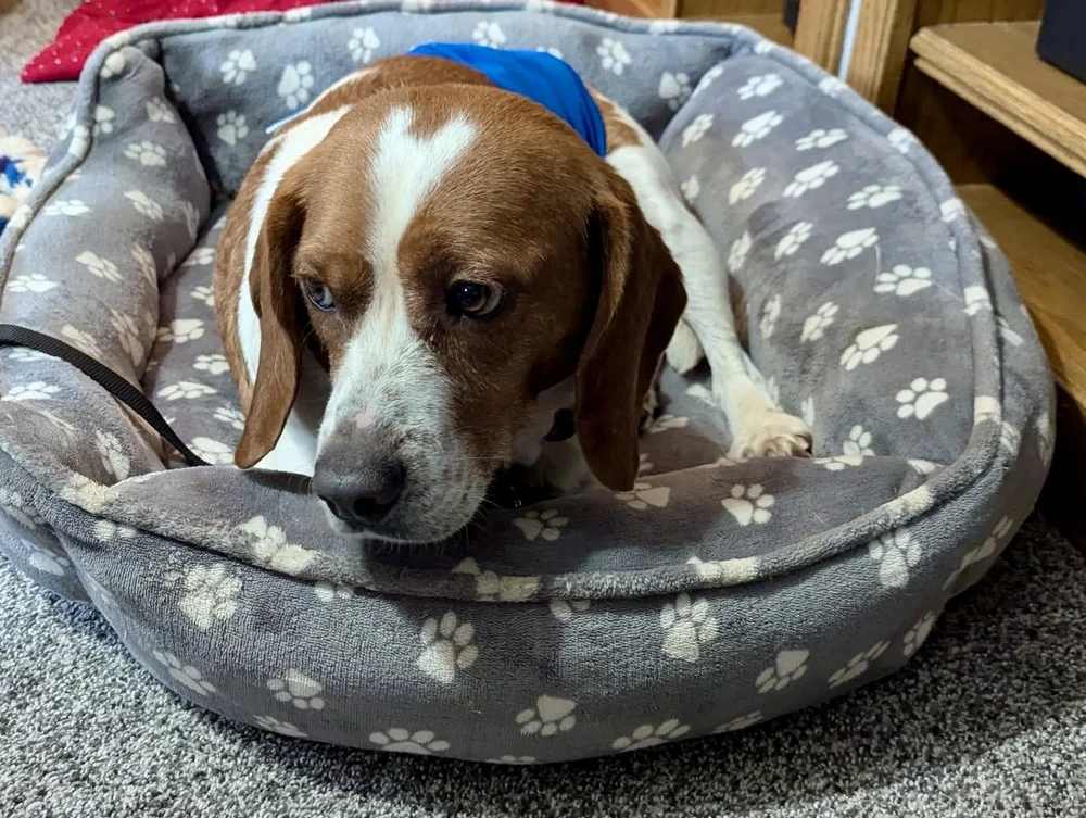 Adoptable Hounds — Minnesota Basset Rescue