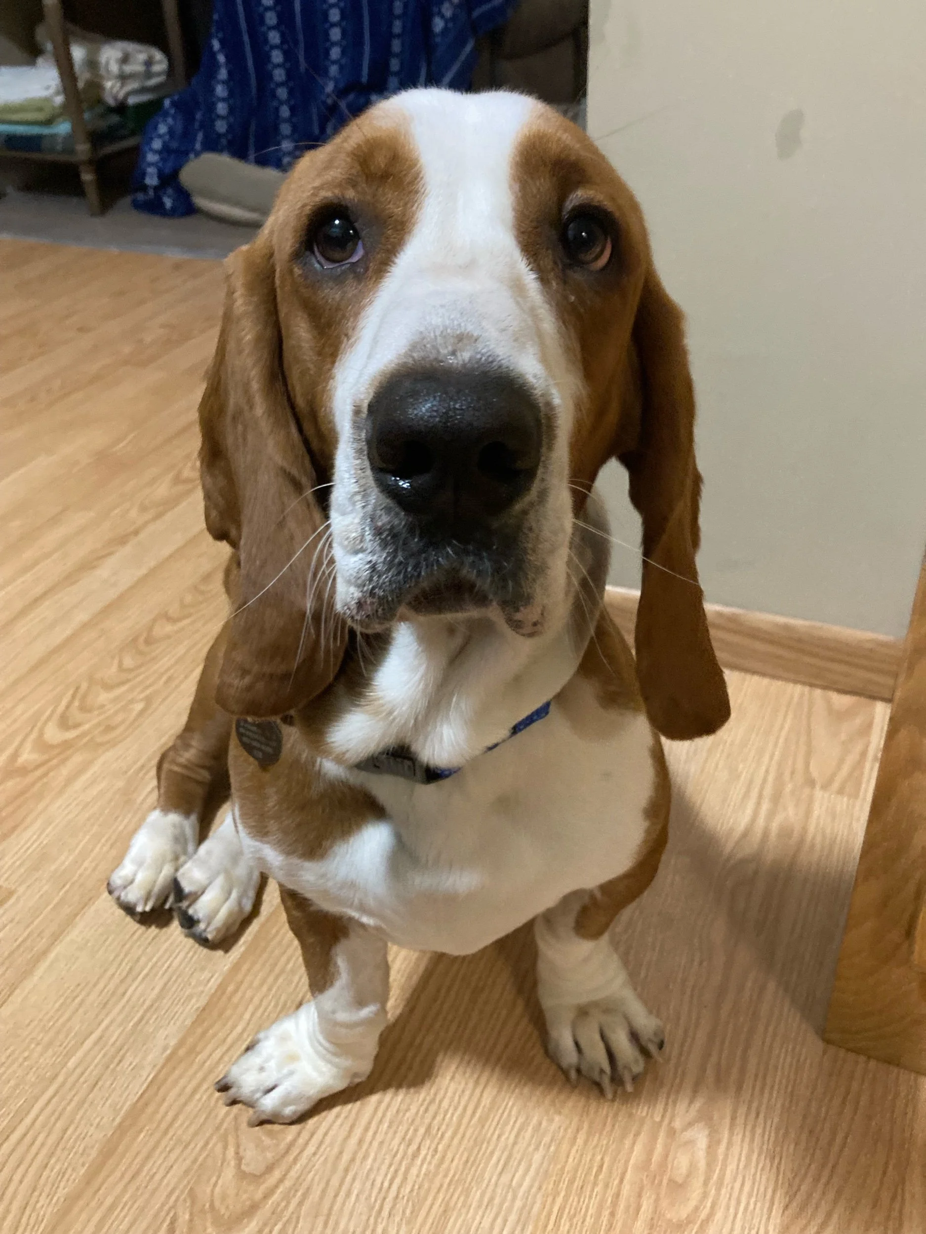 Adoptable Hounds — Minnesota Basset Rescue