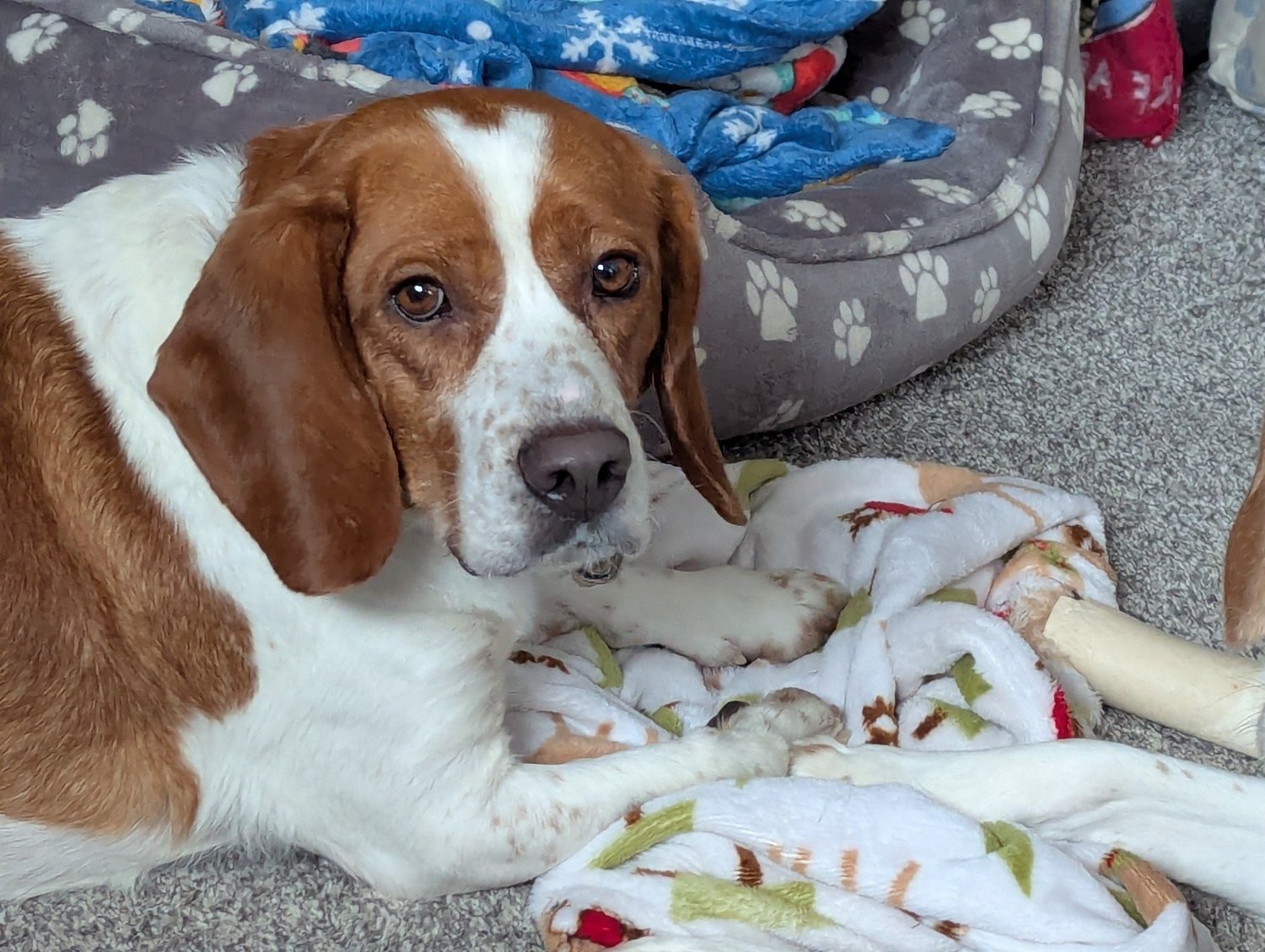 Adoptable Hounds — Minnesota Basset Rescue