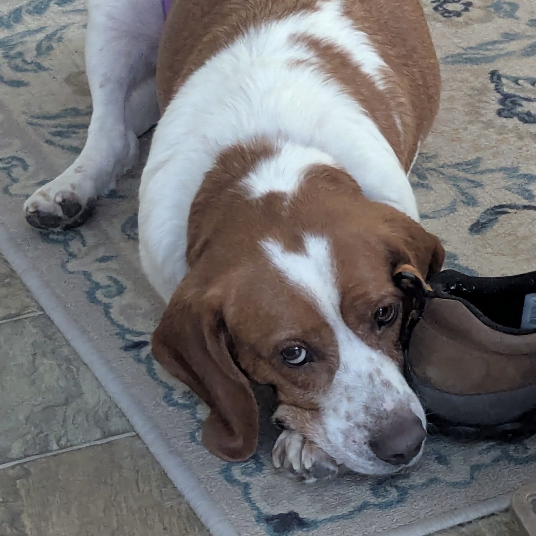 Adoptable Hounds — Minnesota Basset Rescue