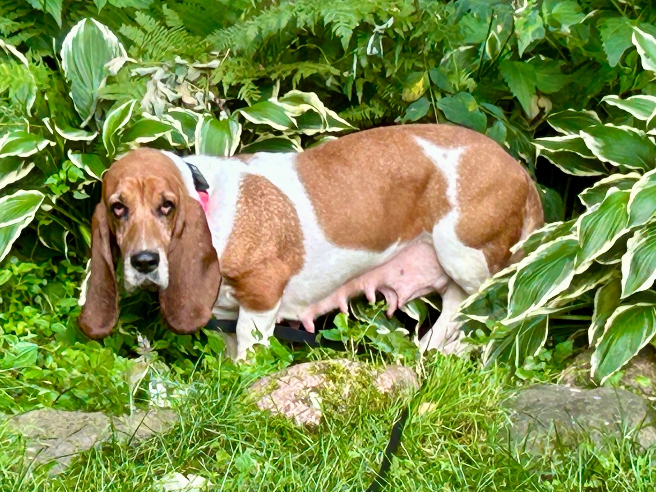 Adoptable Hounds — Minnesota Basset Rescue