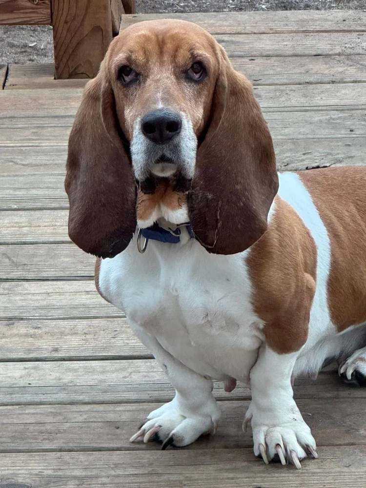 Adoptable Hounds — Minnesota Basset Rescue