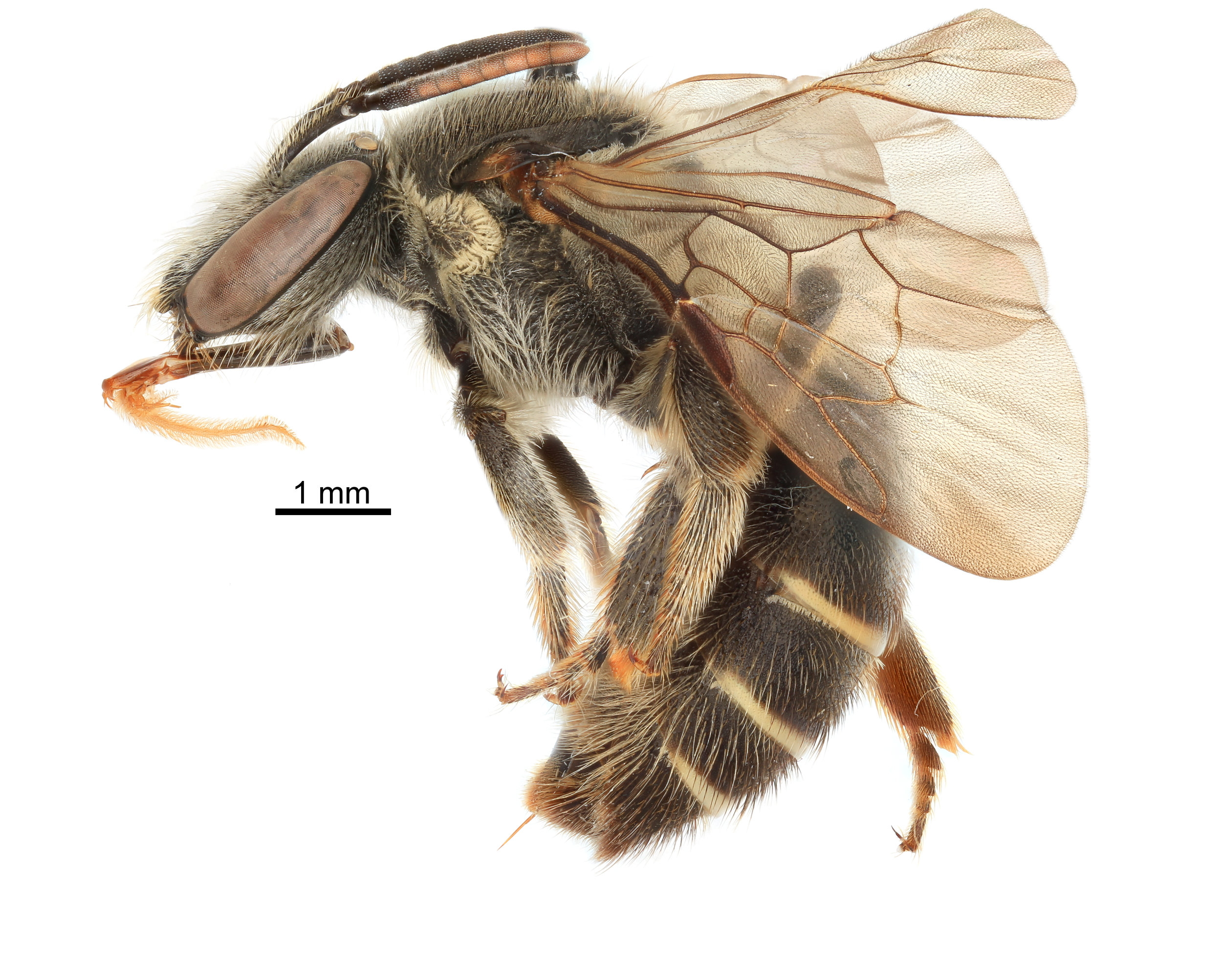 thecriticalbee