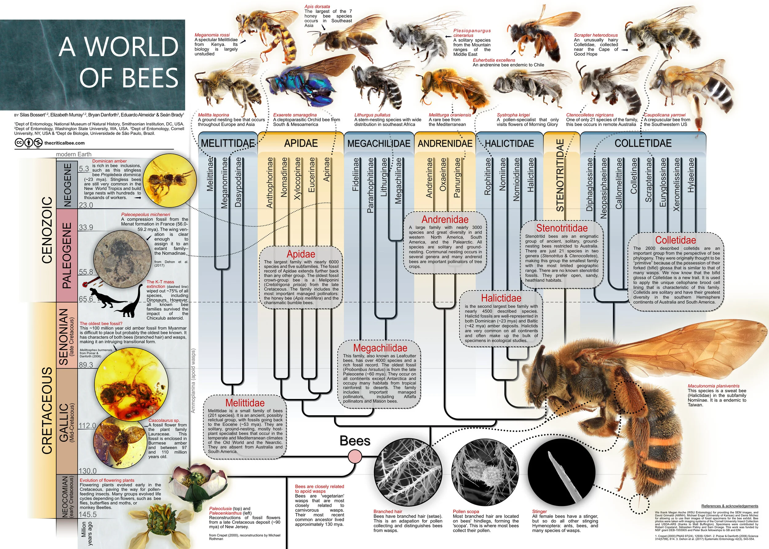 pretty bees — thecriticalbee