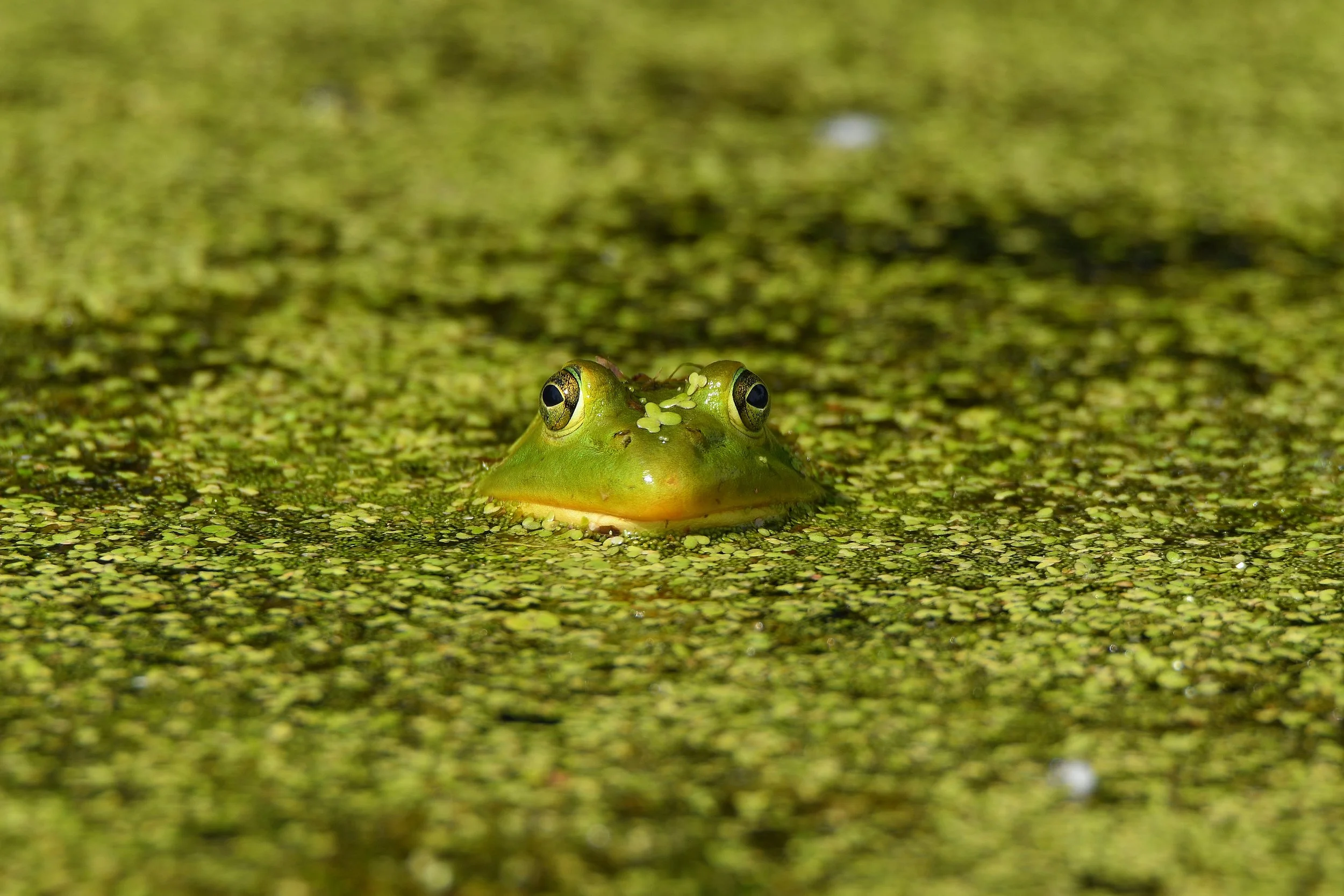 Contact Us — Six Rivers Land Conservancy