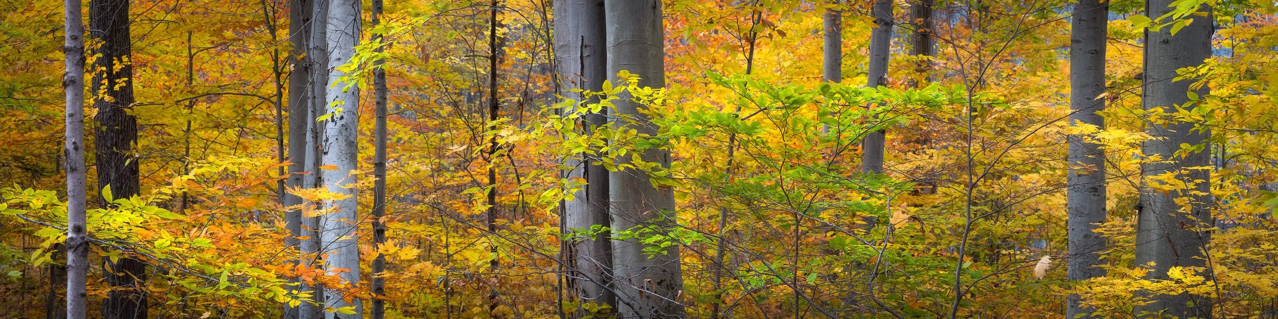 What We Do — Six Rivers Land Conservancy