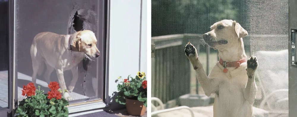Mr. Window Screen — What Are Pet Screens?