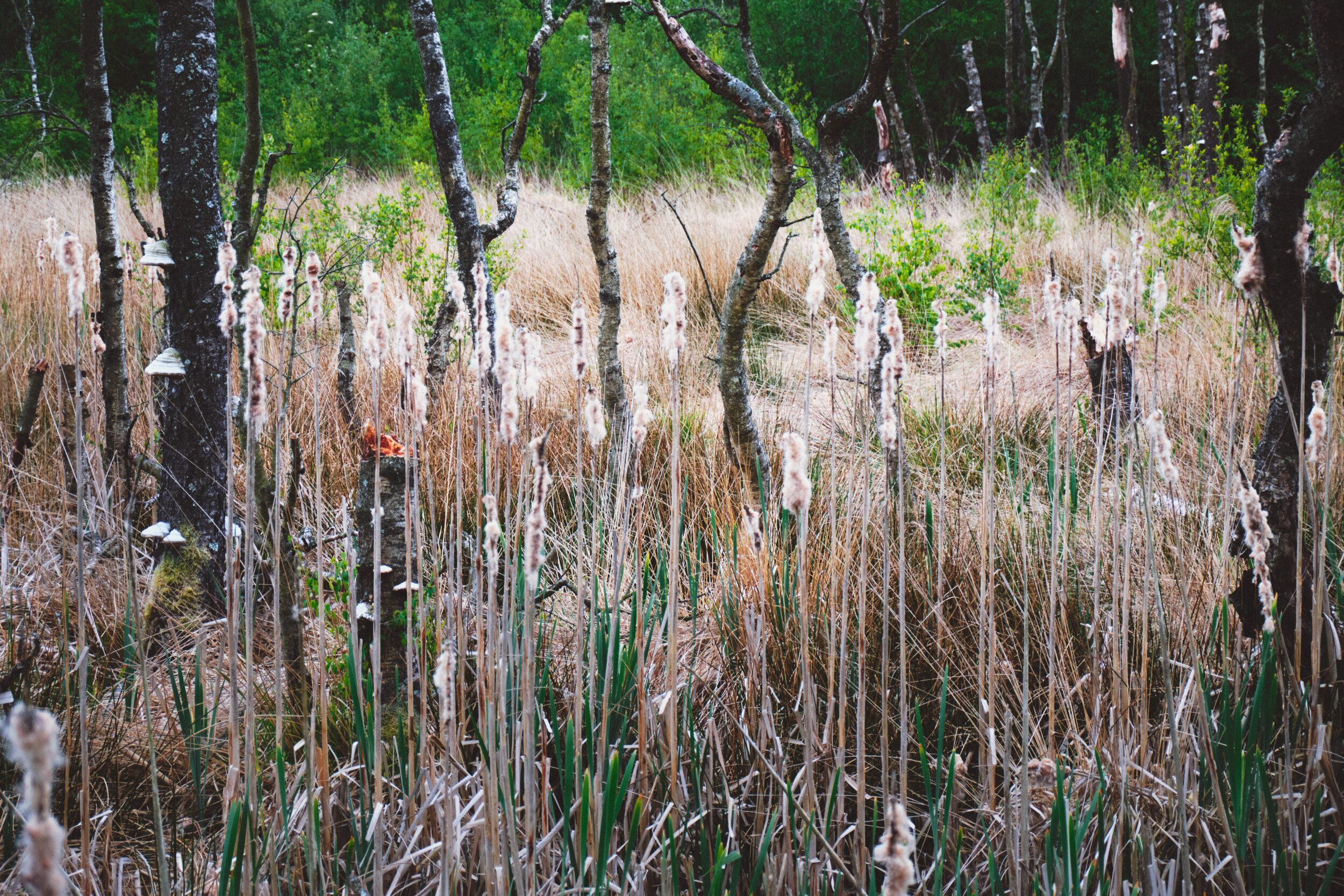 Foulshaw Moss, Lake District, Spring — Ian Cylkowski Photography ...