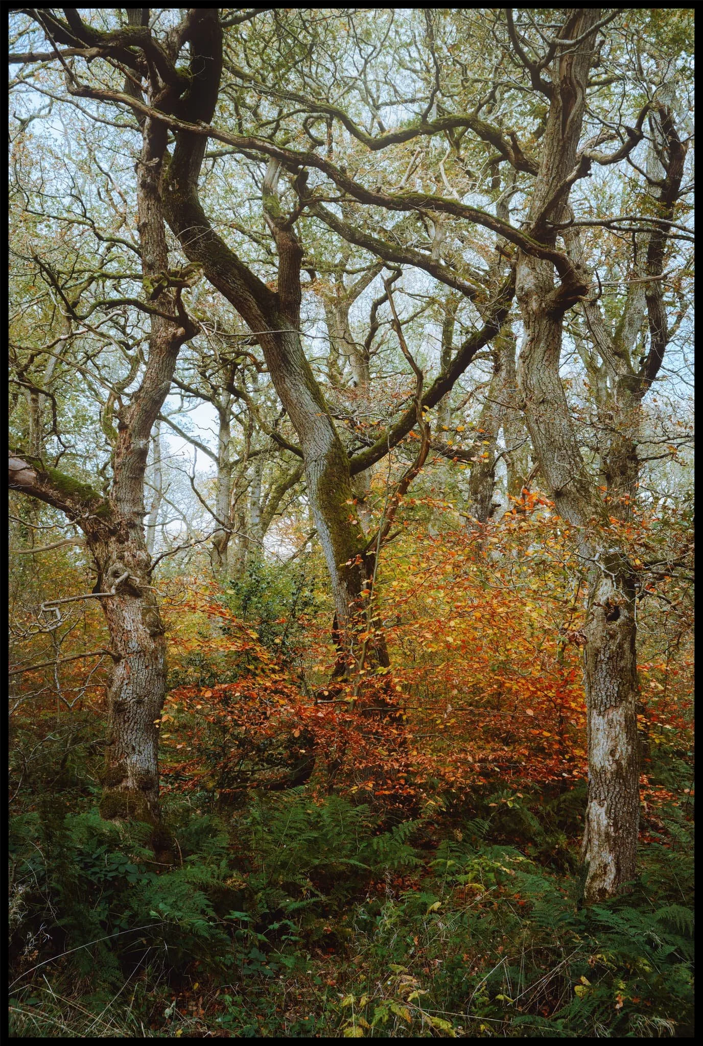 Miltonrigg Woods, Cumbria, Autumn — Ian Cylkowski Photography. Photography