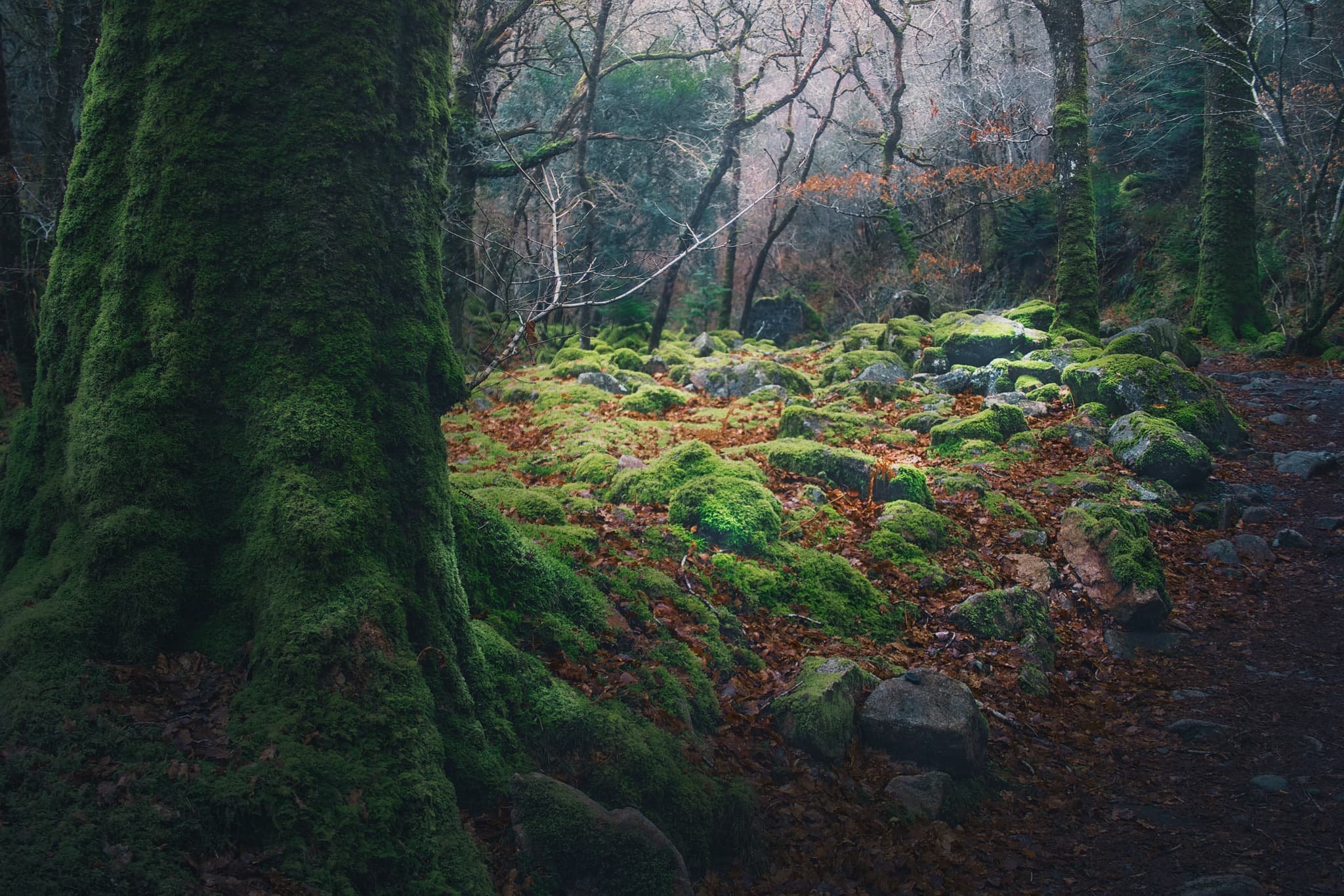 Stanley Ghyll Force, Lake District, Spring — Ian Cylkowski Photography ...
