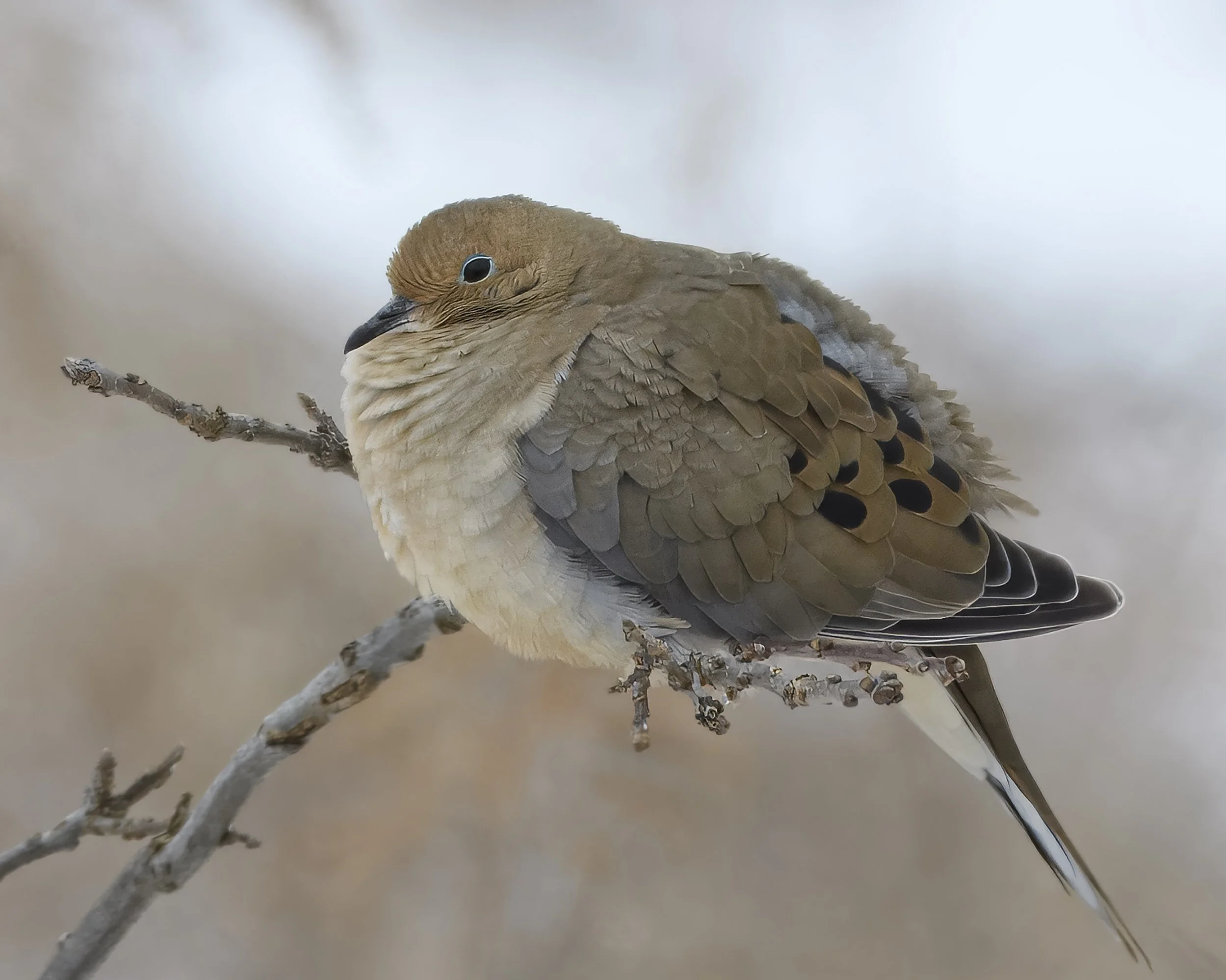 Programs and Events — grand prairie bird alliance (formerly jwp audubon)
