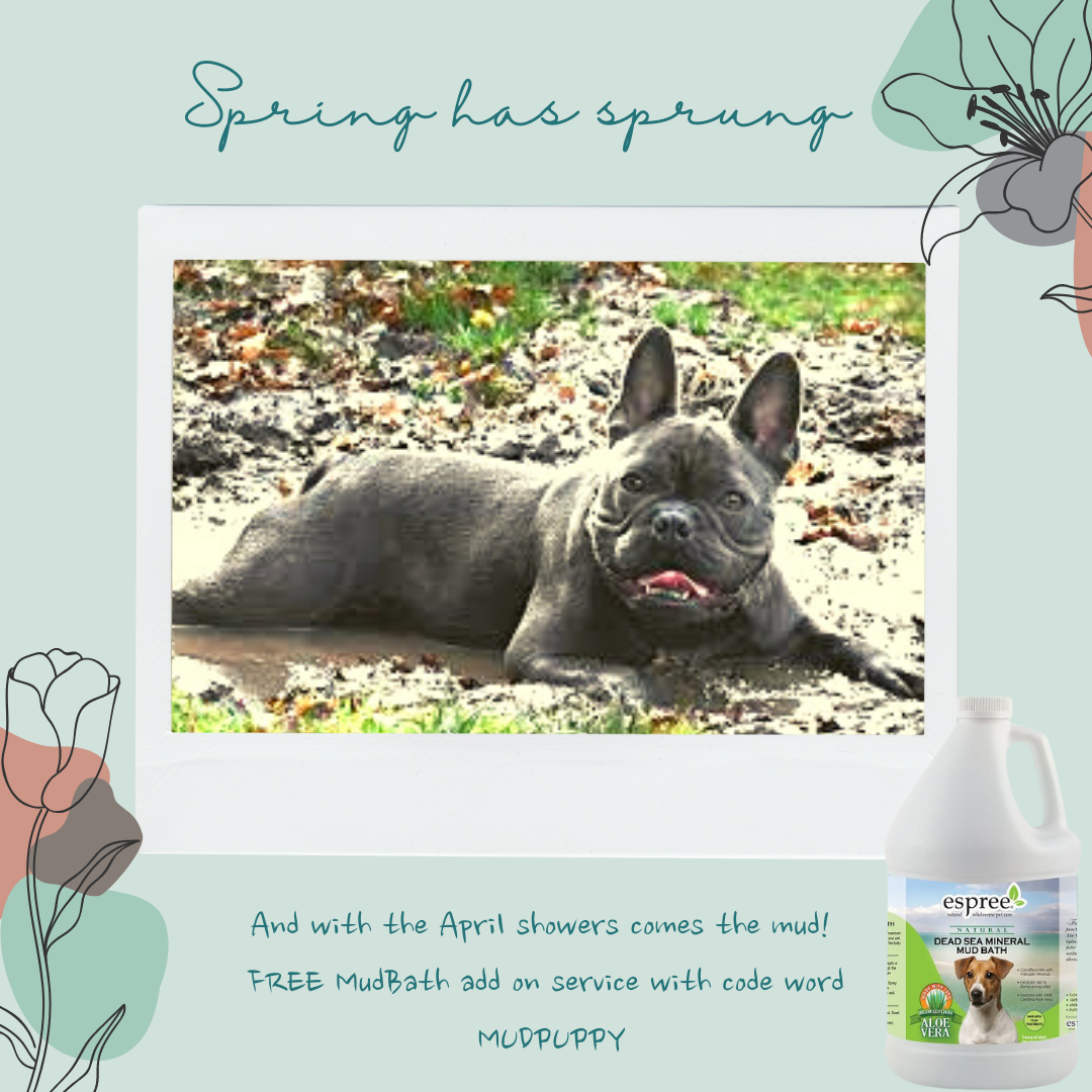 Tails of the City Dog Salon