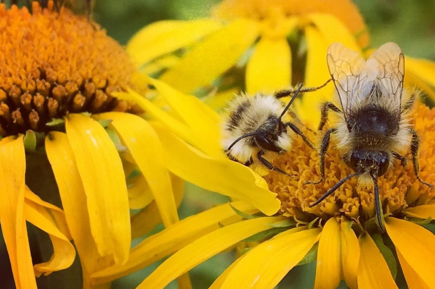 BeeChicas