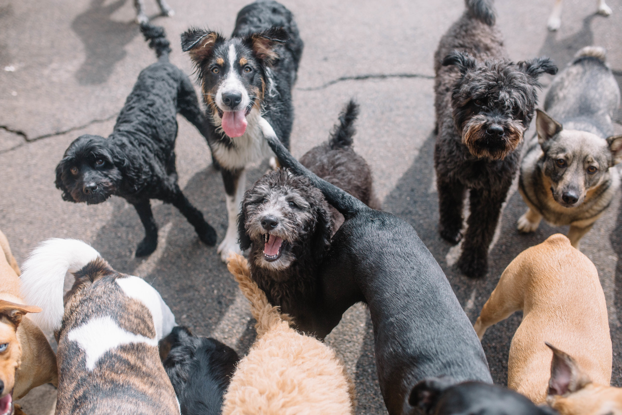 About Us — Wag 'N Woofs