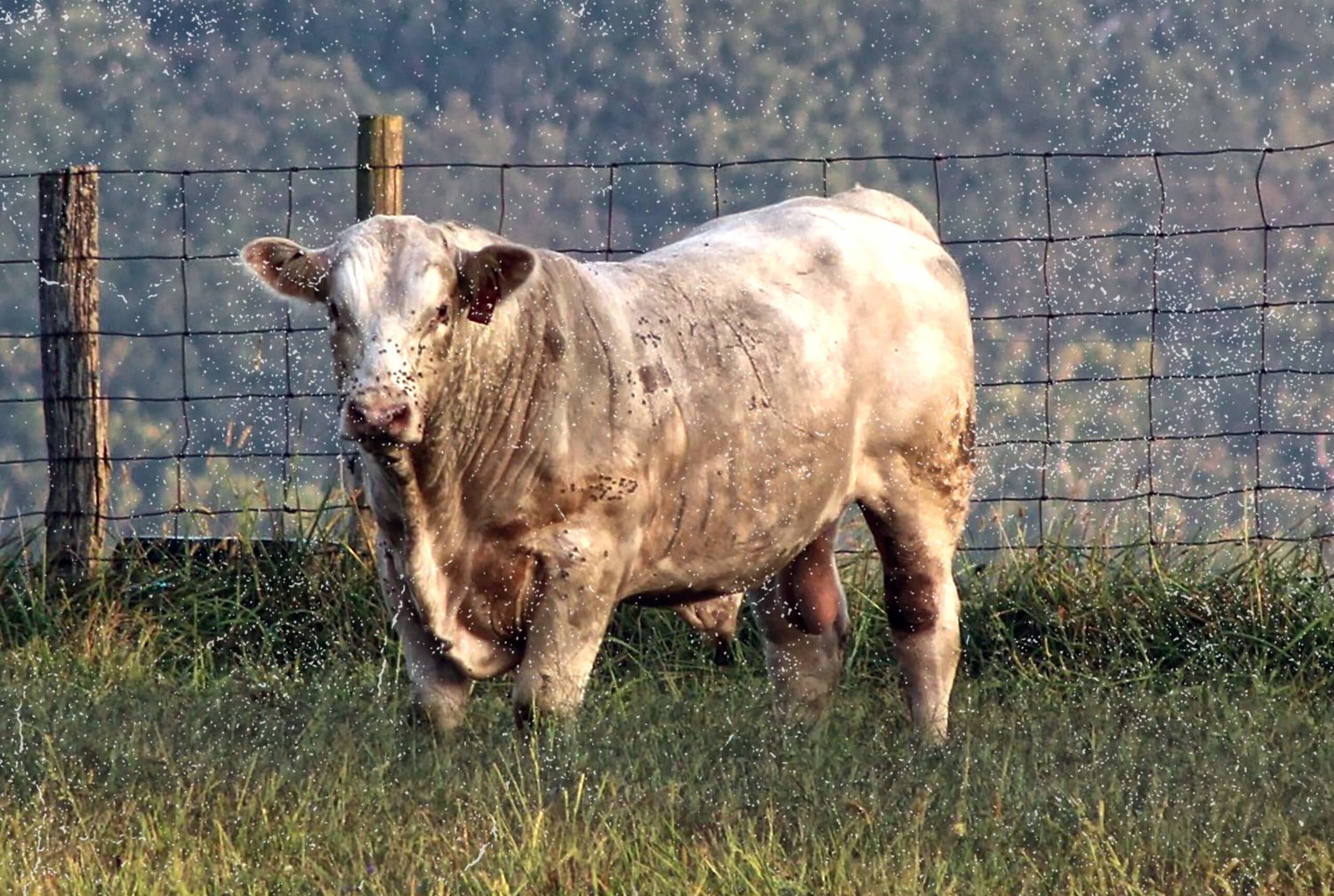Charolais Bull With Horns