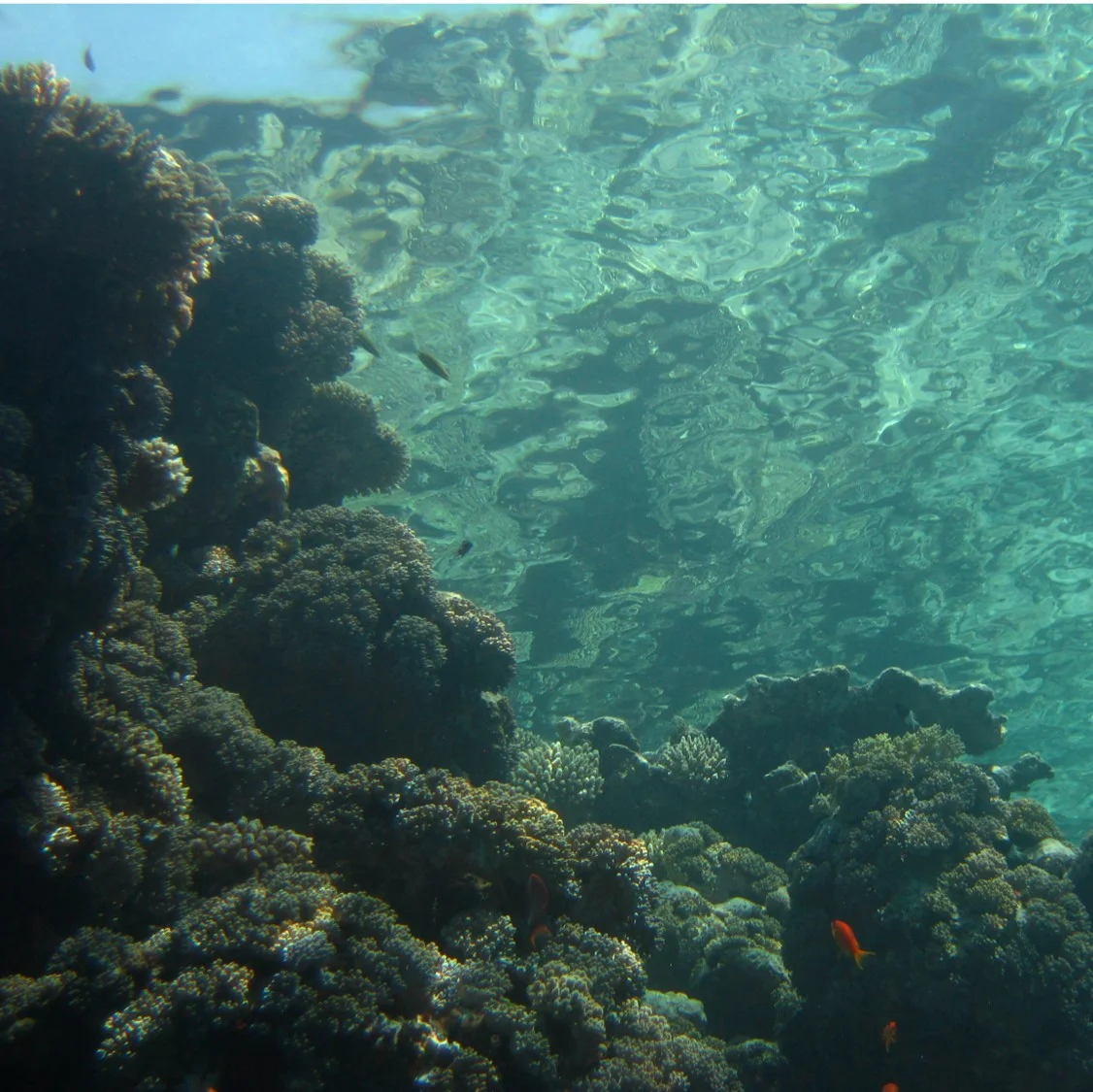 RESEARCH — LESTER LAB