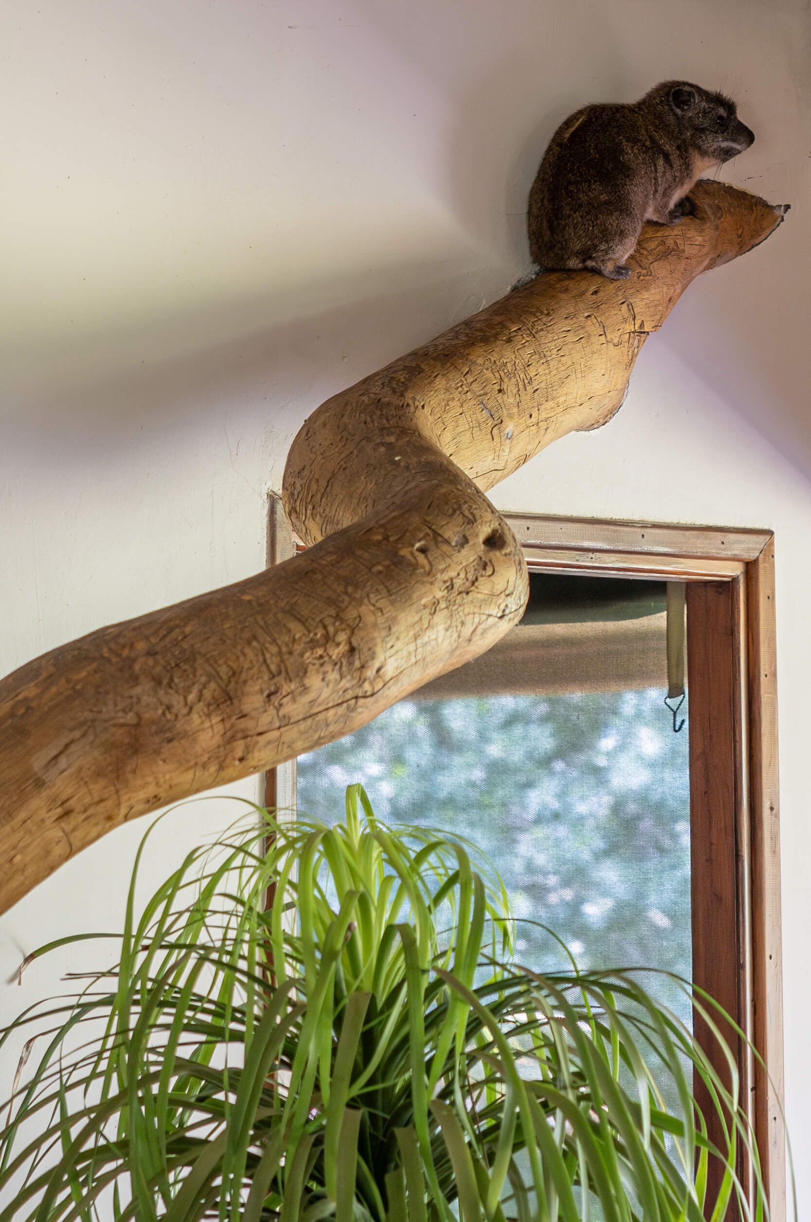 Ol Pejeta Safari Cottages