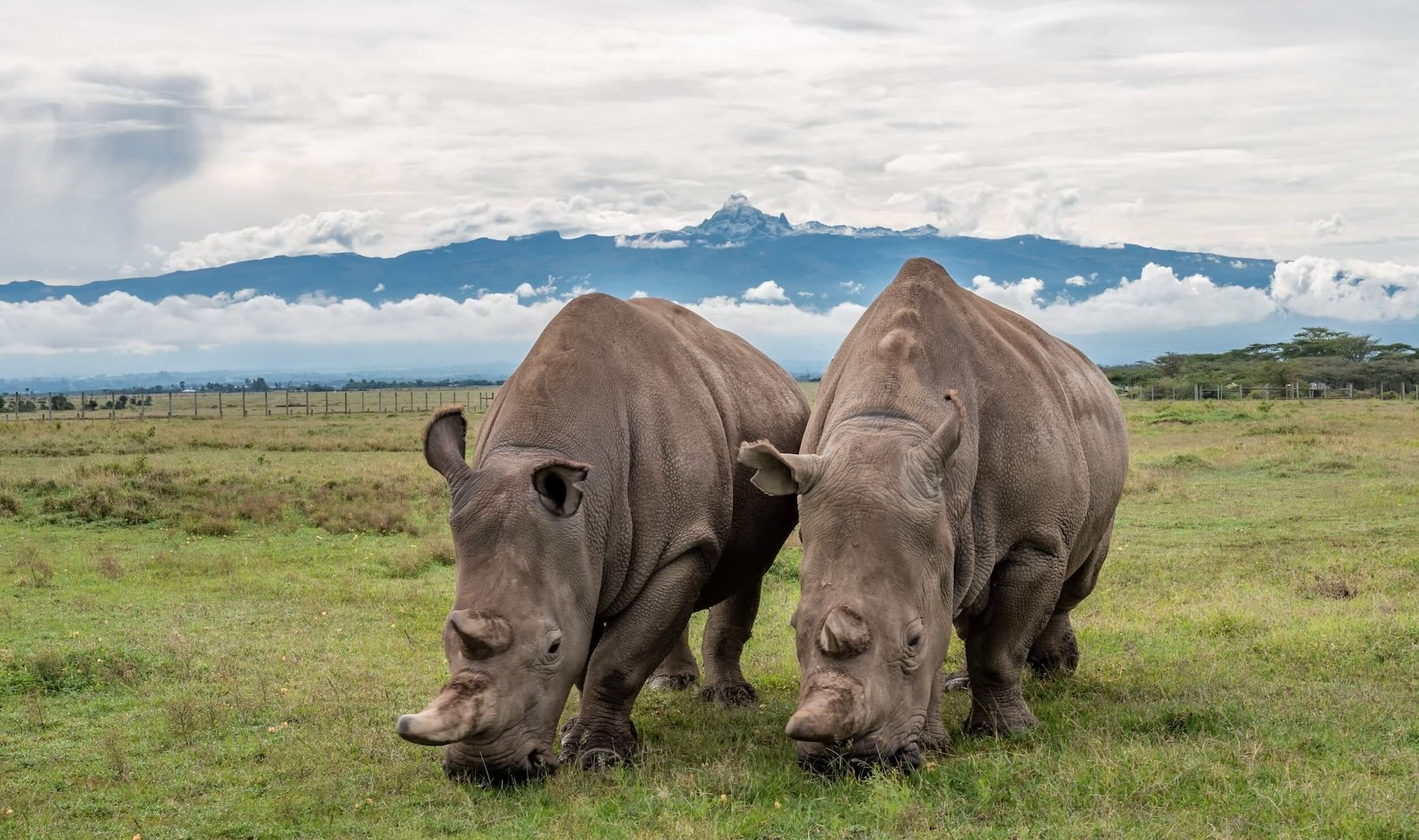 Ol Pejeta Safari Cottages: A Private Safari Experience in Kenya