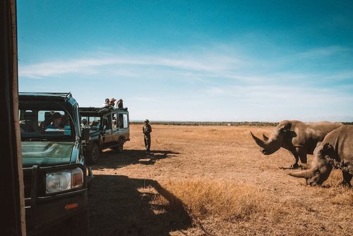 The Last Two Northern White Rhinos: Najin, Fatu and Ol Pejeta's Mission ...