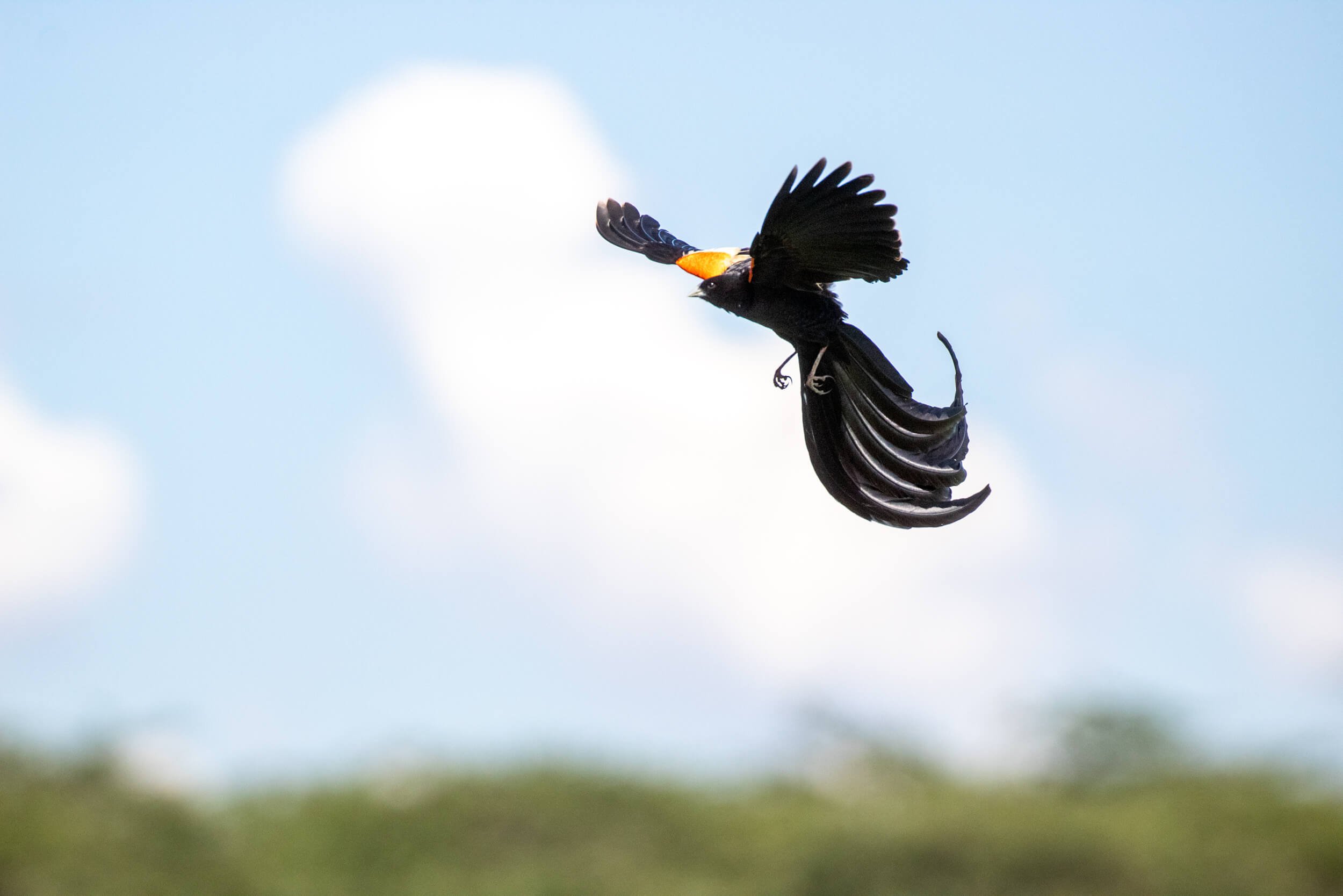 Wildlife You Can See at Ol Pejeta Conservancy (Beyond the Big Five ...