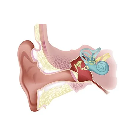 Hart Hearing & Balance Centers In Rochester, NY Fairport, NY & Greece, NY