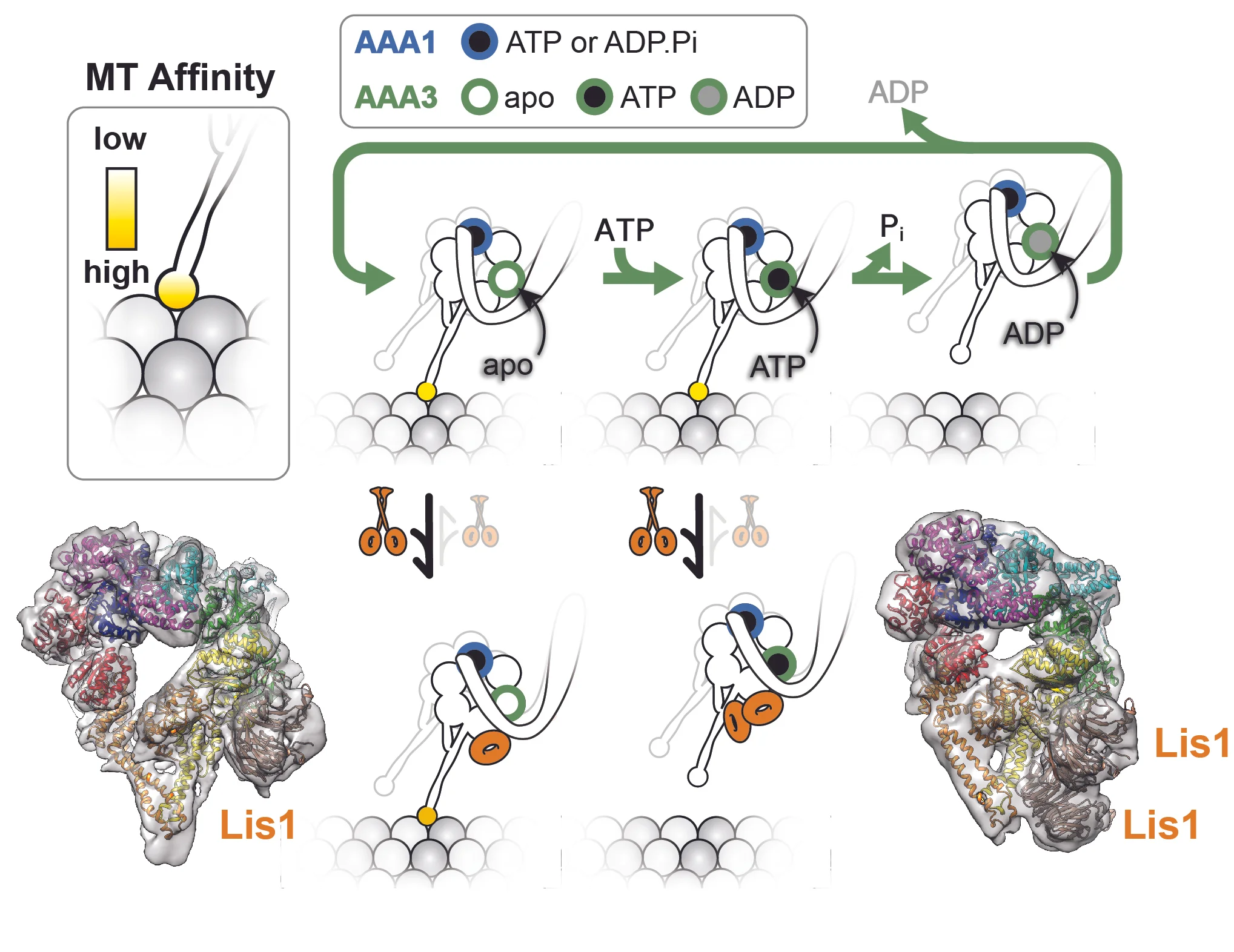 Dynein — Leschziner Lab