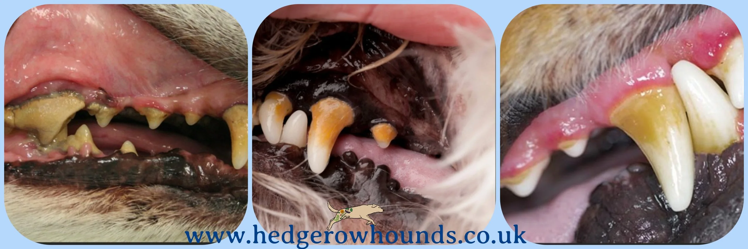 Your Dogs Dental Health — Hedgerow Hounds | Holistic Dog Care Products
