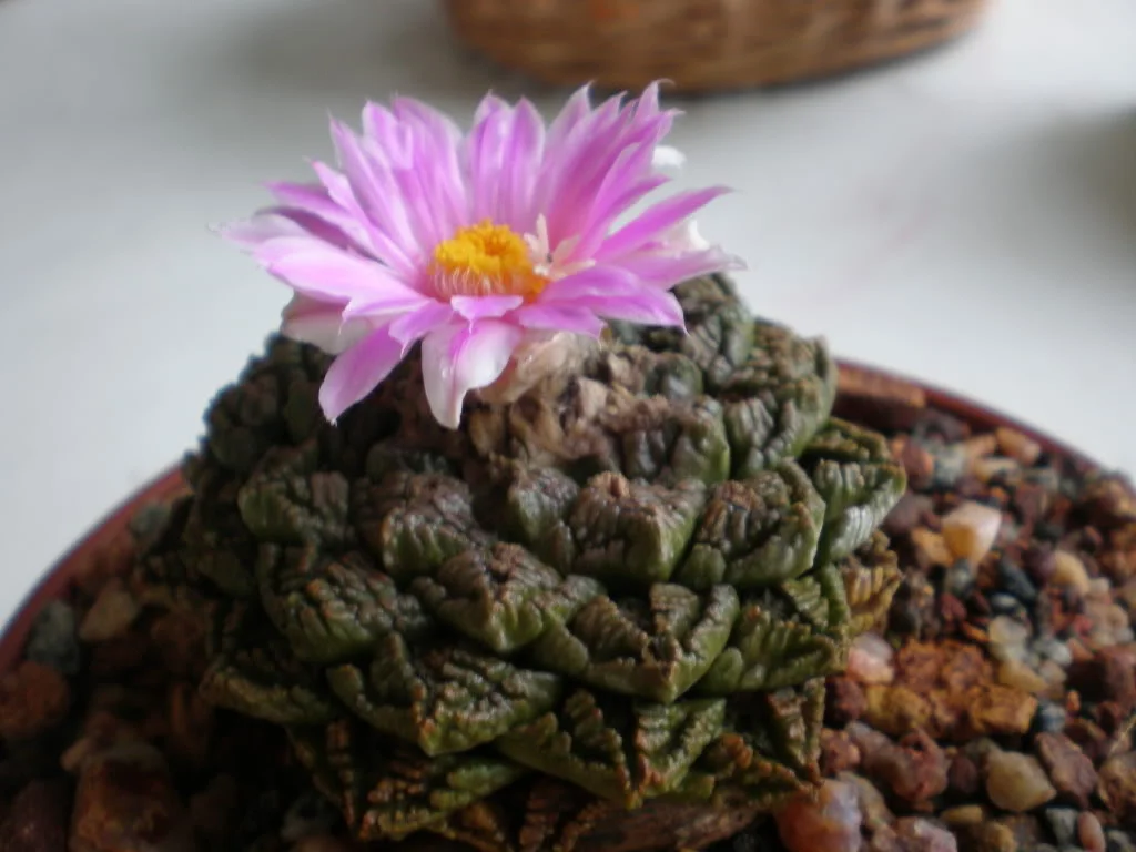 Ariocarpus