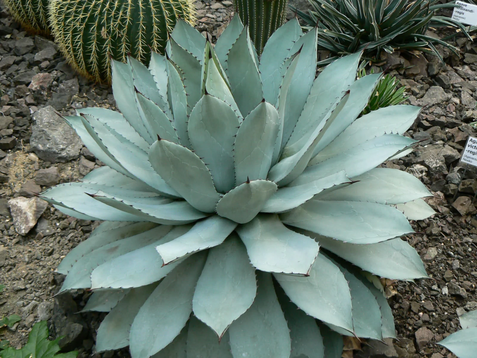 Mountain Agave - 10 seeds — rareplant