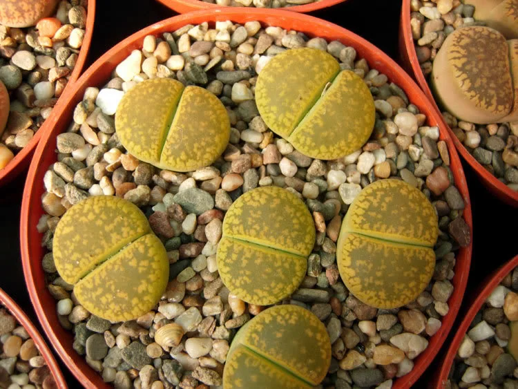 Lithops aucampiae 'Jackson's Jade' C395 - 20 seeds — rareplant