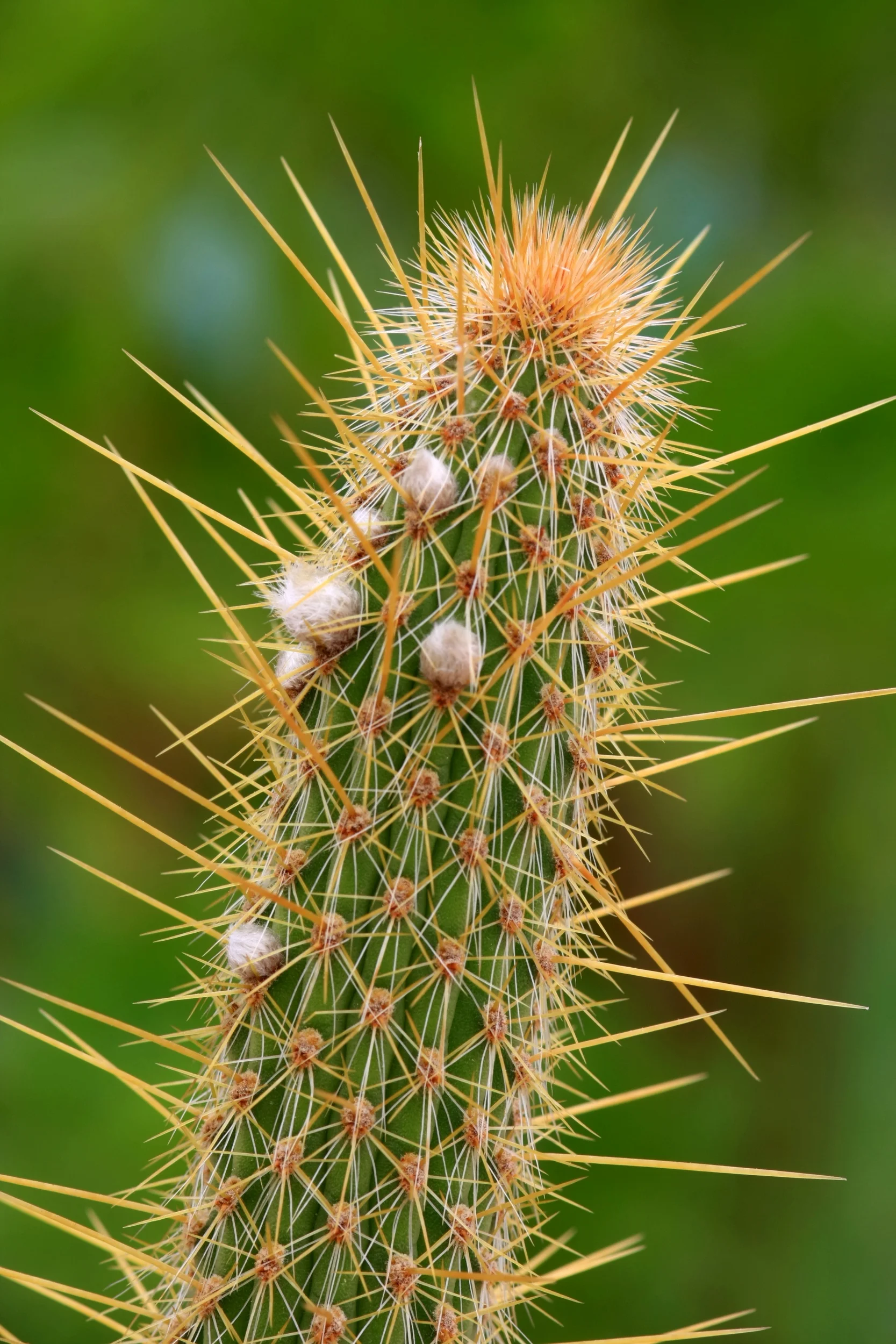 The fire-cracker cactus - 10 seeds — rareplant