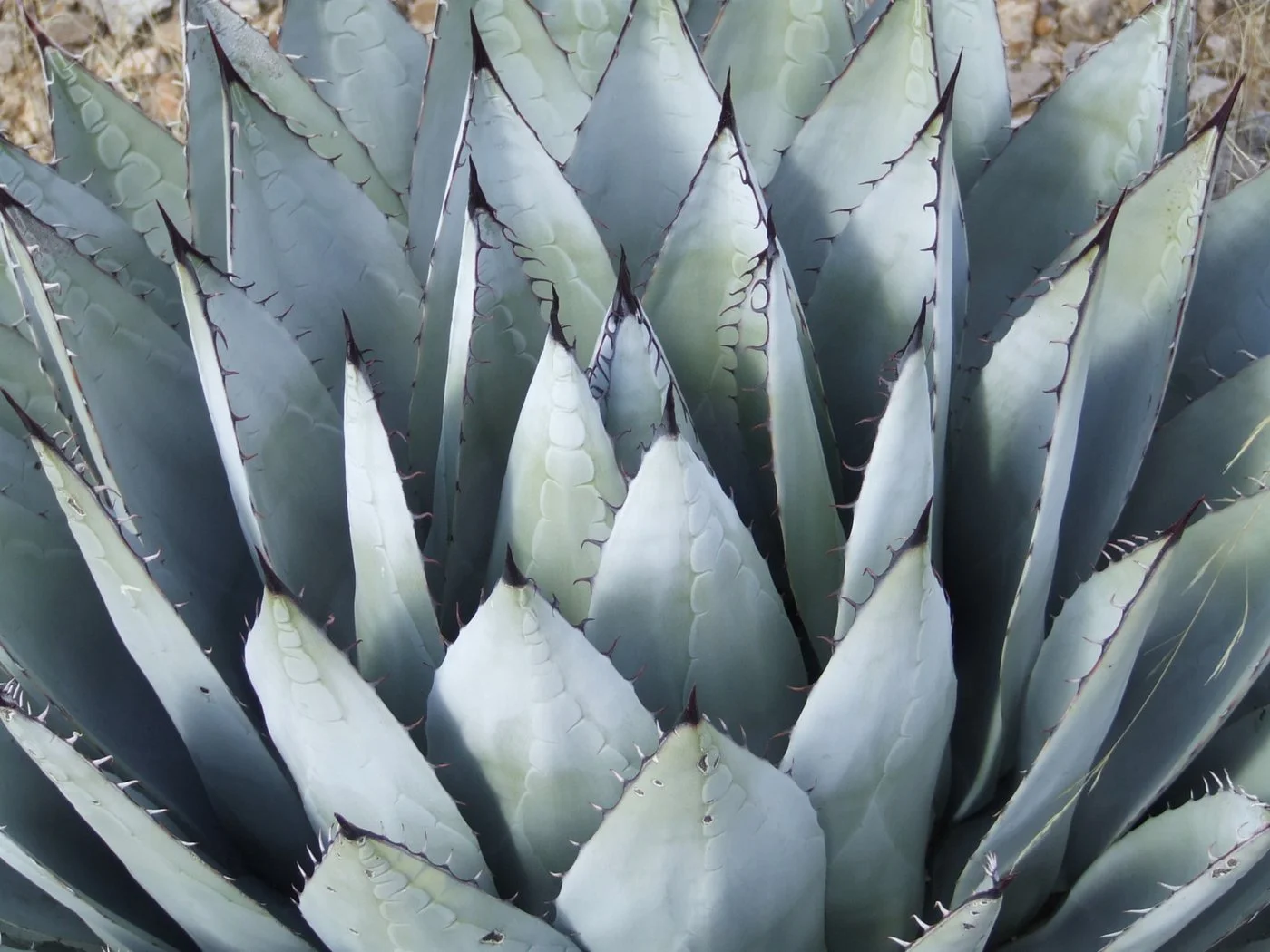 White Hair Agave - 3 seeds — rareplant