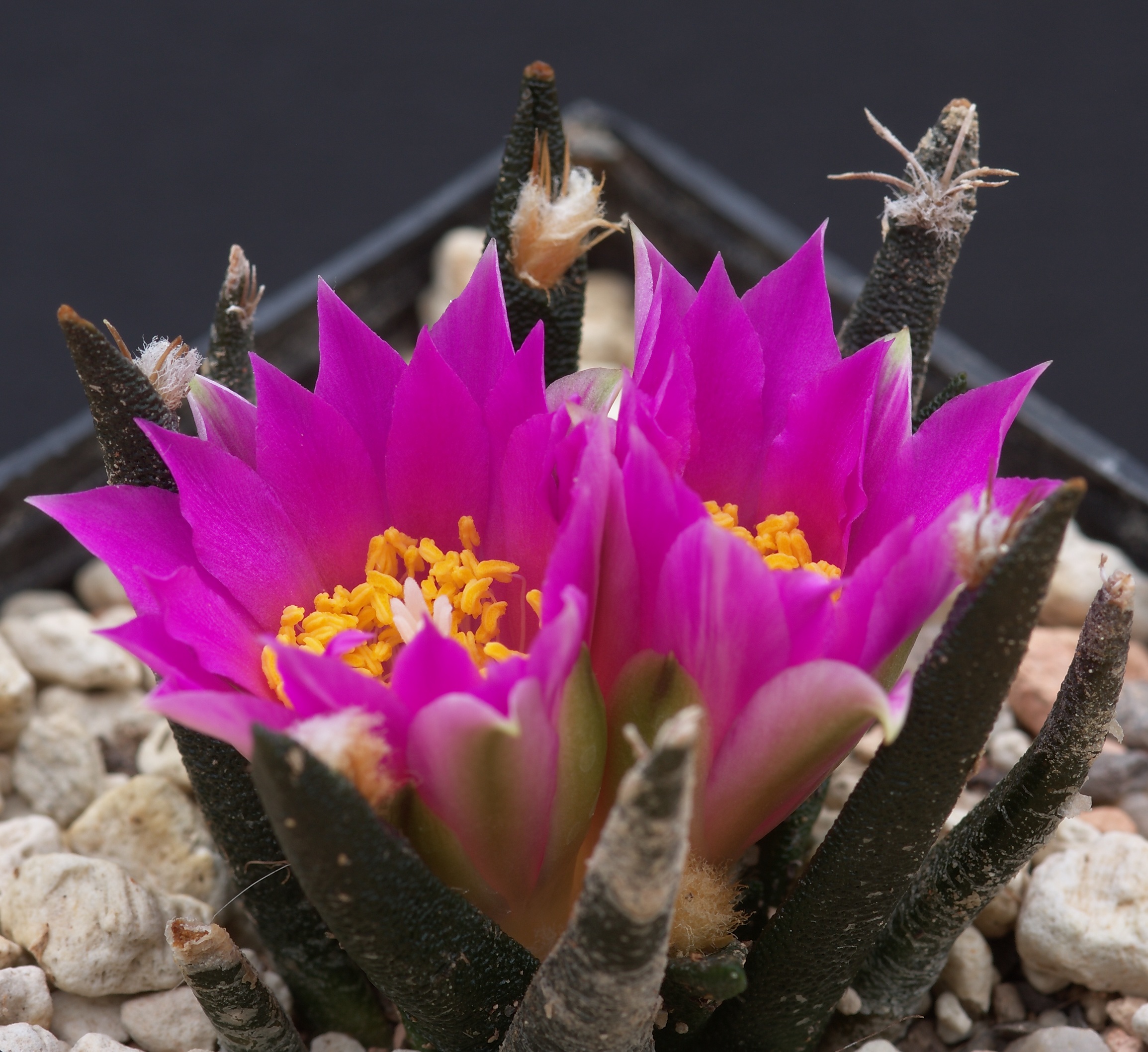 Ariocarpus agavoides - 10 seeds — rareplant