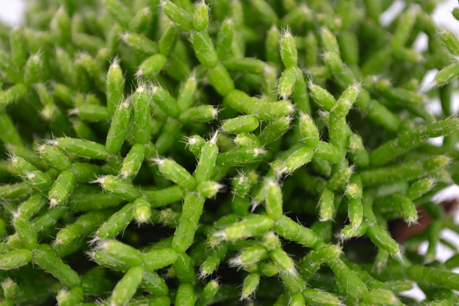 Coral Cactus