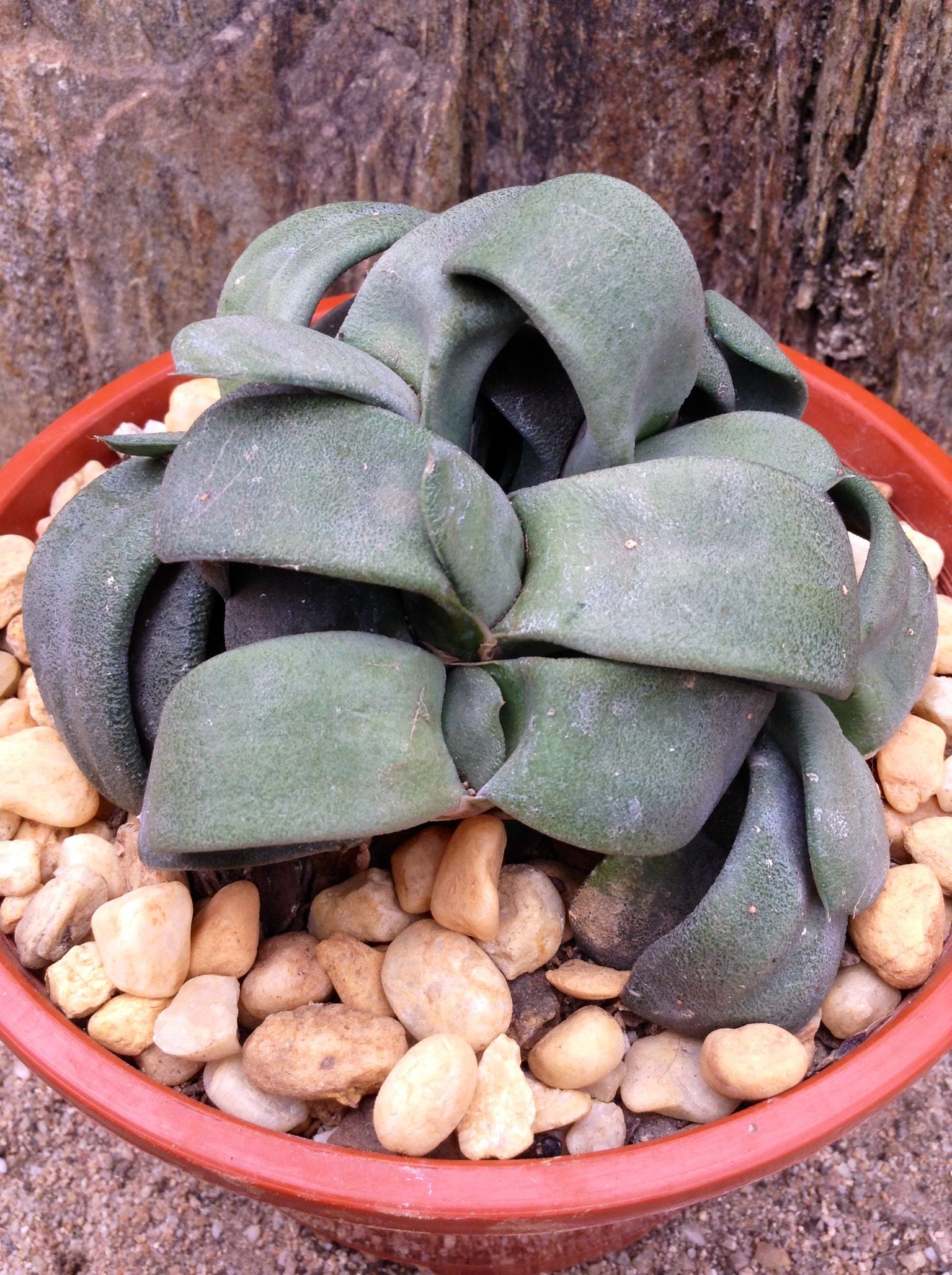 Caralluma acutangula - 5 seeds — rareplant