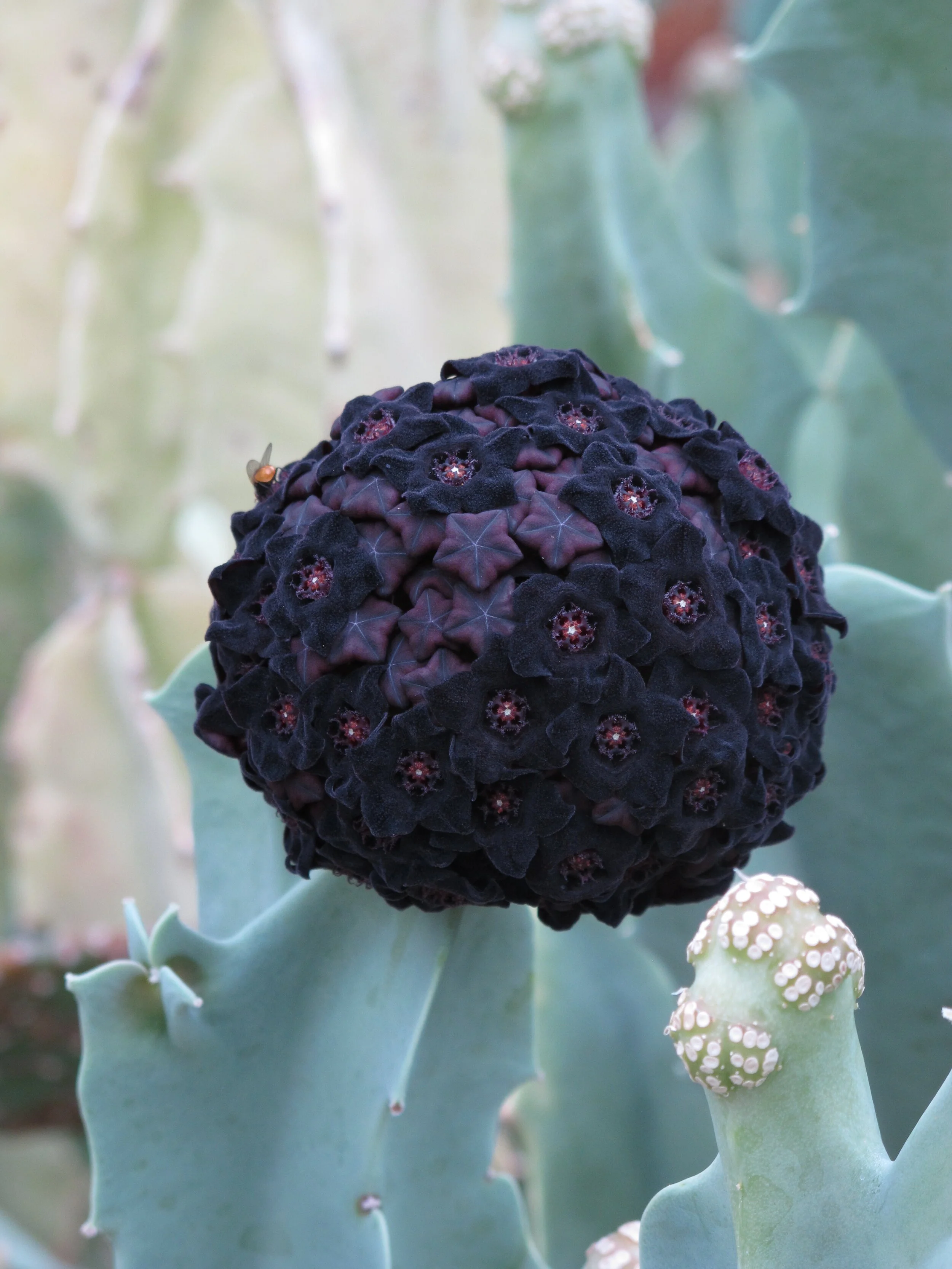 Caralluma acutangula - 5 seeds — rareplant