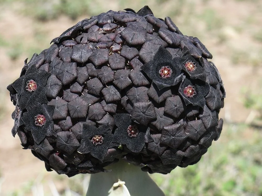 Caralluma acutangula - 5 seeds — rareplant